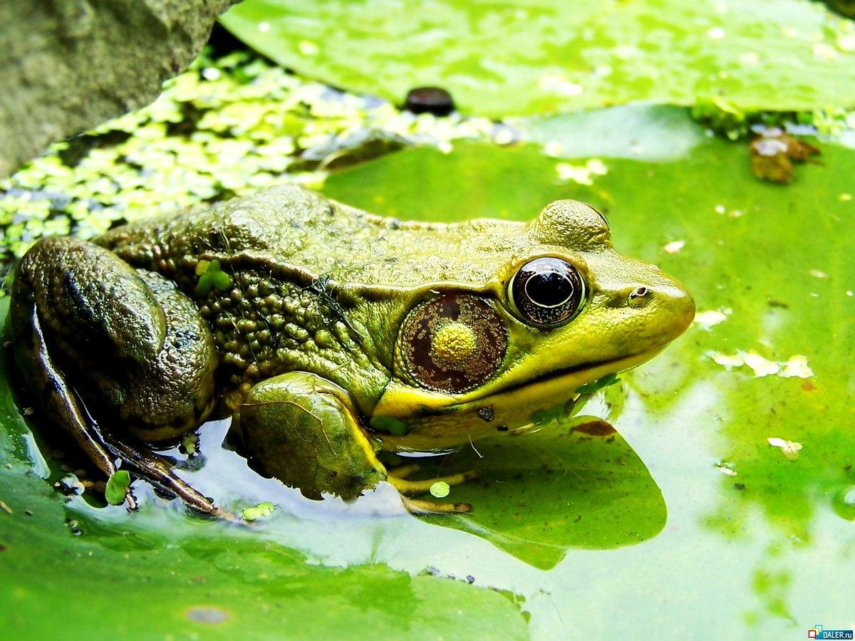 Bullfrog Wallpapers - Top Free Bullfrog Backgrounds - WallpaperAccess