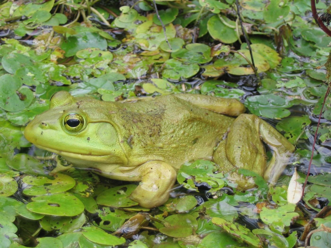 Bullfrog Wallpapers - Top Free Bullfrog Backgrounds - WallpaperAccess