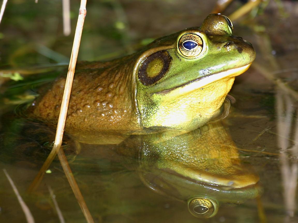 Bullfrog Wallpapers - Top Free Bullfrog Backgrounds - WallpaperAccess