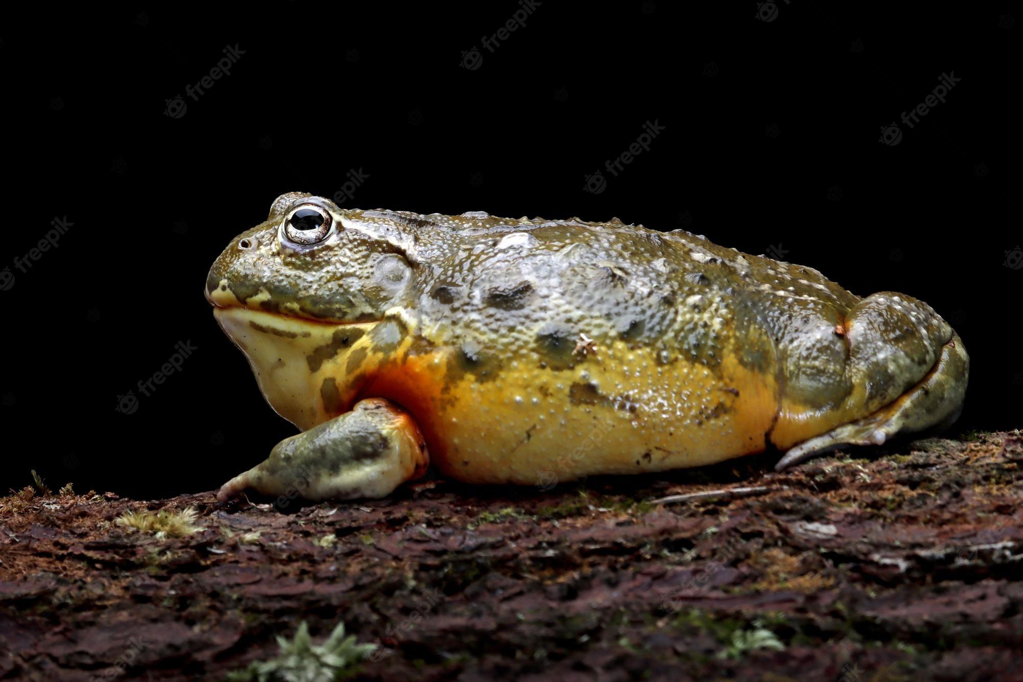 Bullfrog Wallpapers - Top Free Bullfrog Backgrounds - WallpaperAccess