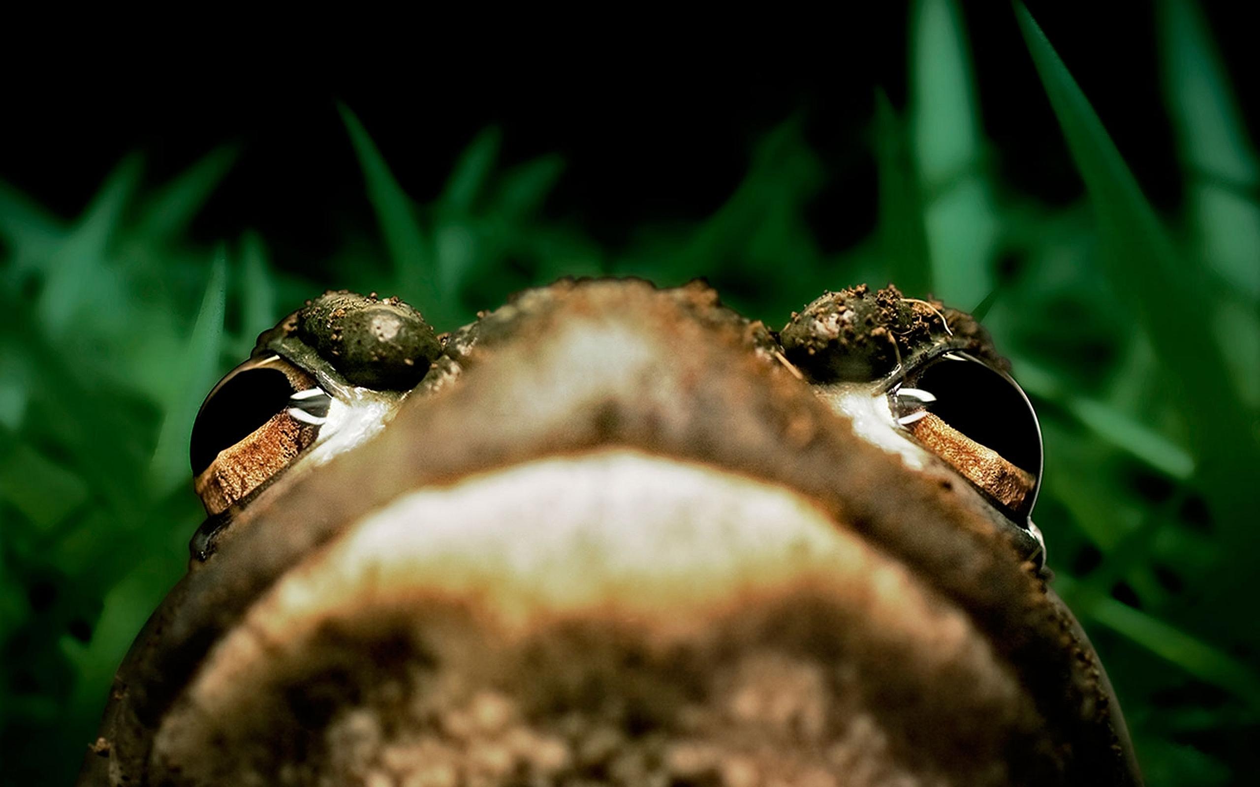 Bullfrog Wallpapers - Top Free Bullfrog Backgrounds - WallpaperAccess