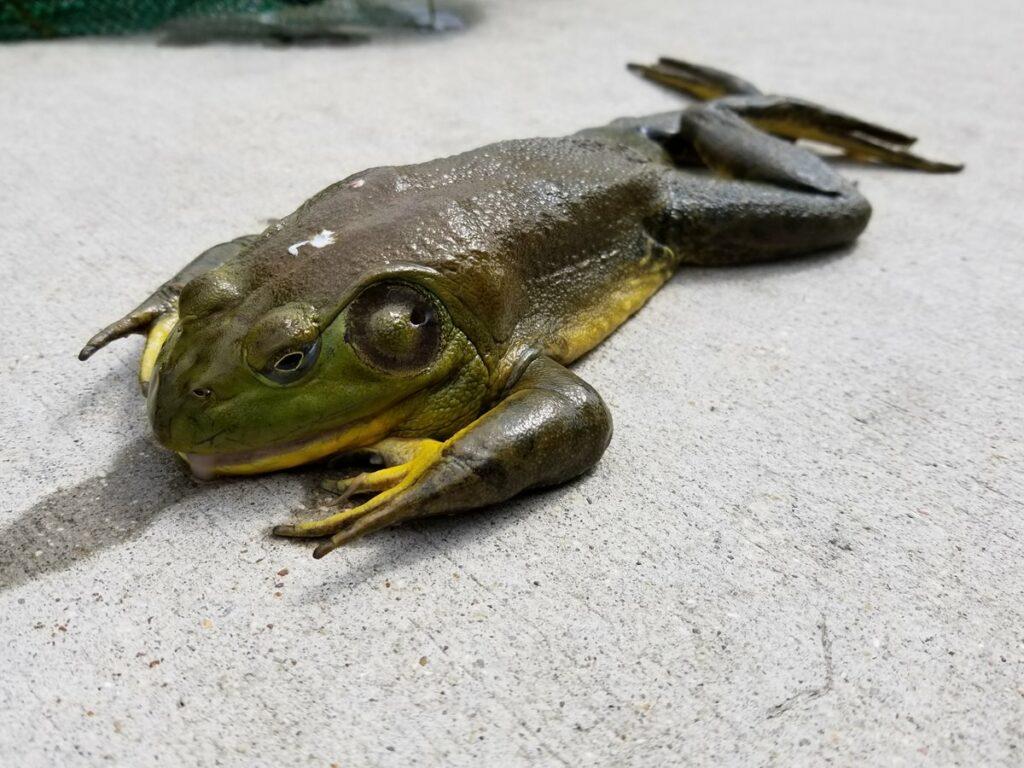 Bullfrog Wallpapers - Top Free Bullfrog Backgrounds - WallpaperAccess