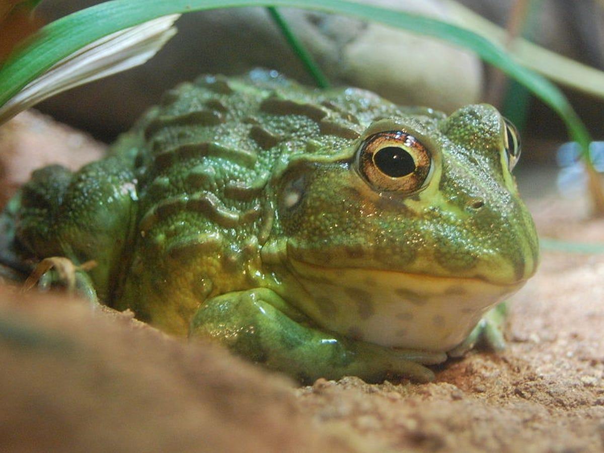 Bullfrog Wallpapers - Top Free Bullfrog Backgrounds - WallpaperAccess