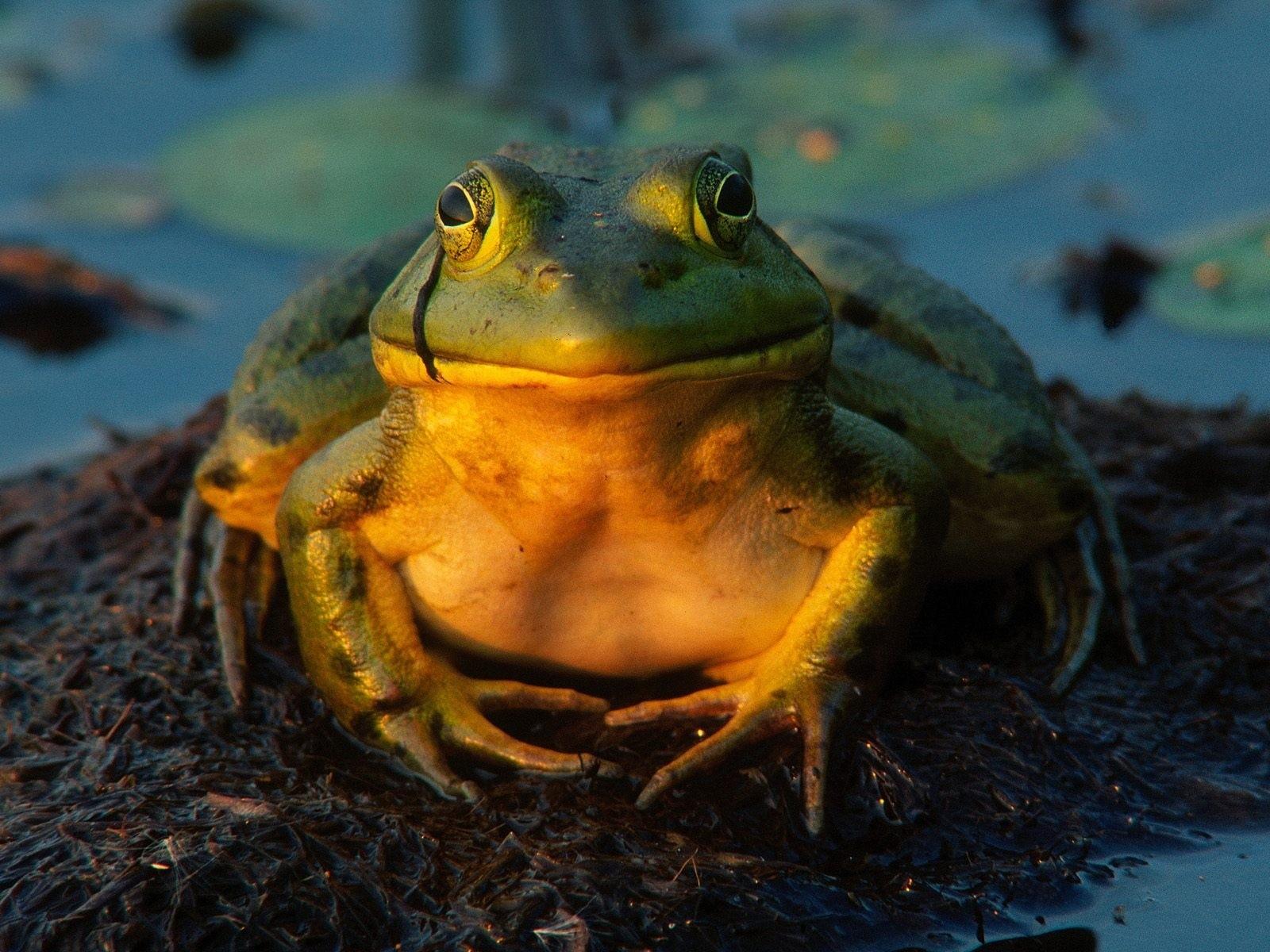 Bullfrog Wallpapers - Top Free Bullfrog Backgrounds - WallpaperAccess