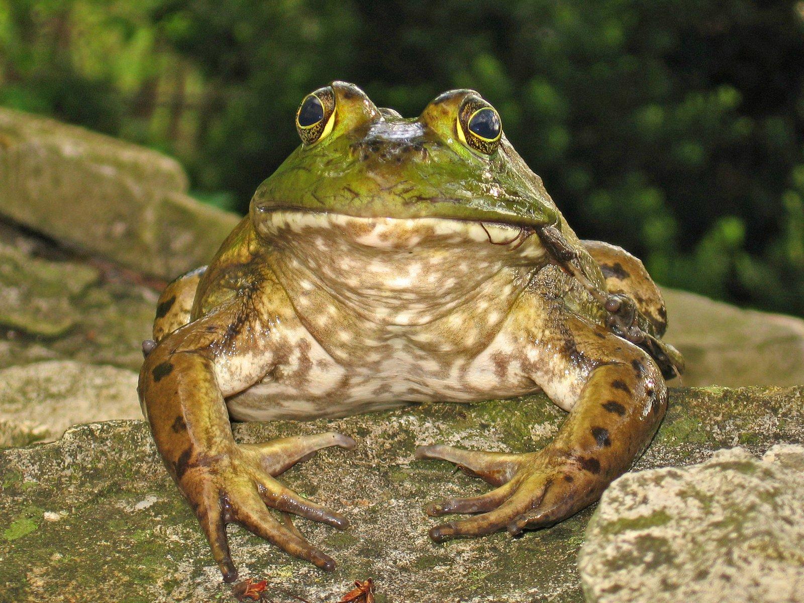 Bullfrog Wallpapers - Top Free Bullfrog Backgrounds - WallpaperAccess