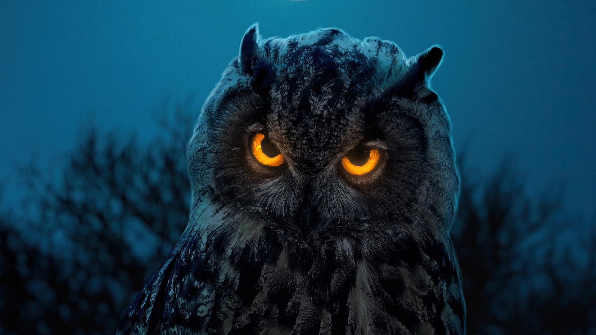 Owl 1920x1080 Wallpapers - Top Free Owl 1920x1080 Backgrounds ...