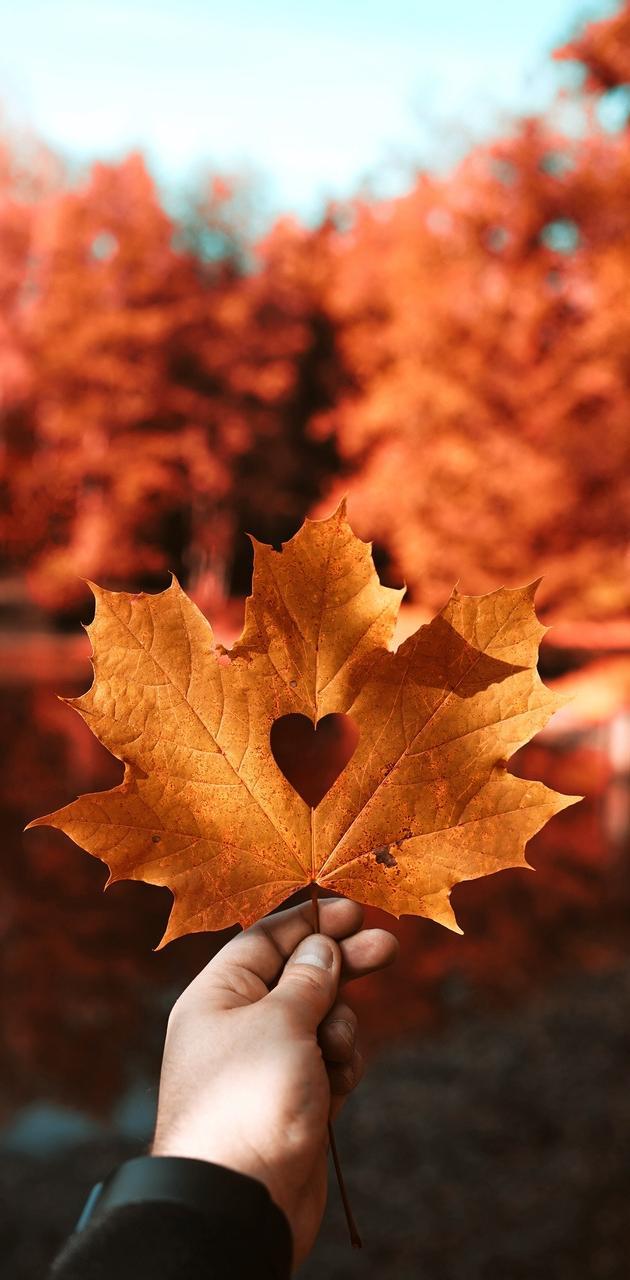 Fall Heart Wallpapers - Top Free Fall Heart Backgrounds - WallpaperAccess