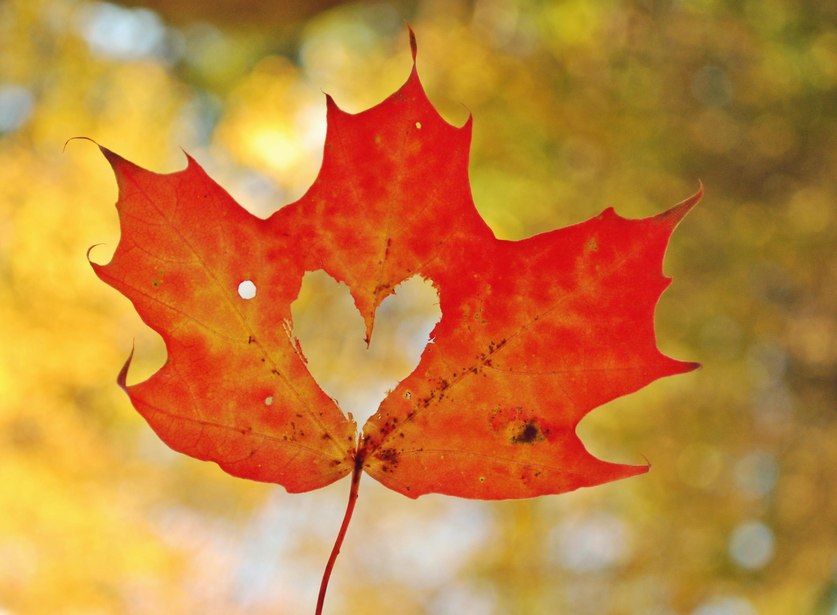 Fall Heart Wallpapers - Top Free Fall Heart Backgrounds - WallpaperAccess