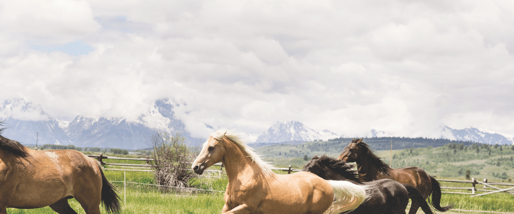 Ariat Wallpapers - Top Free Ariat Backgrounds - WallpaperAccess