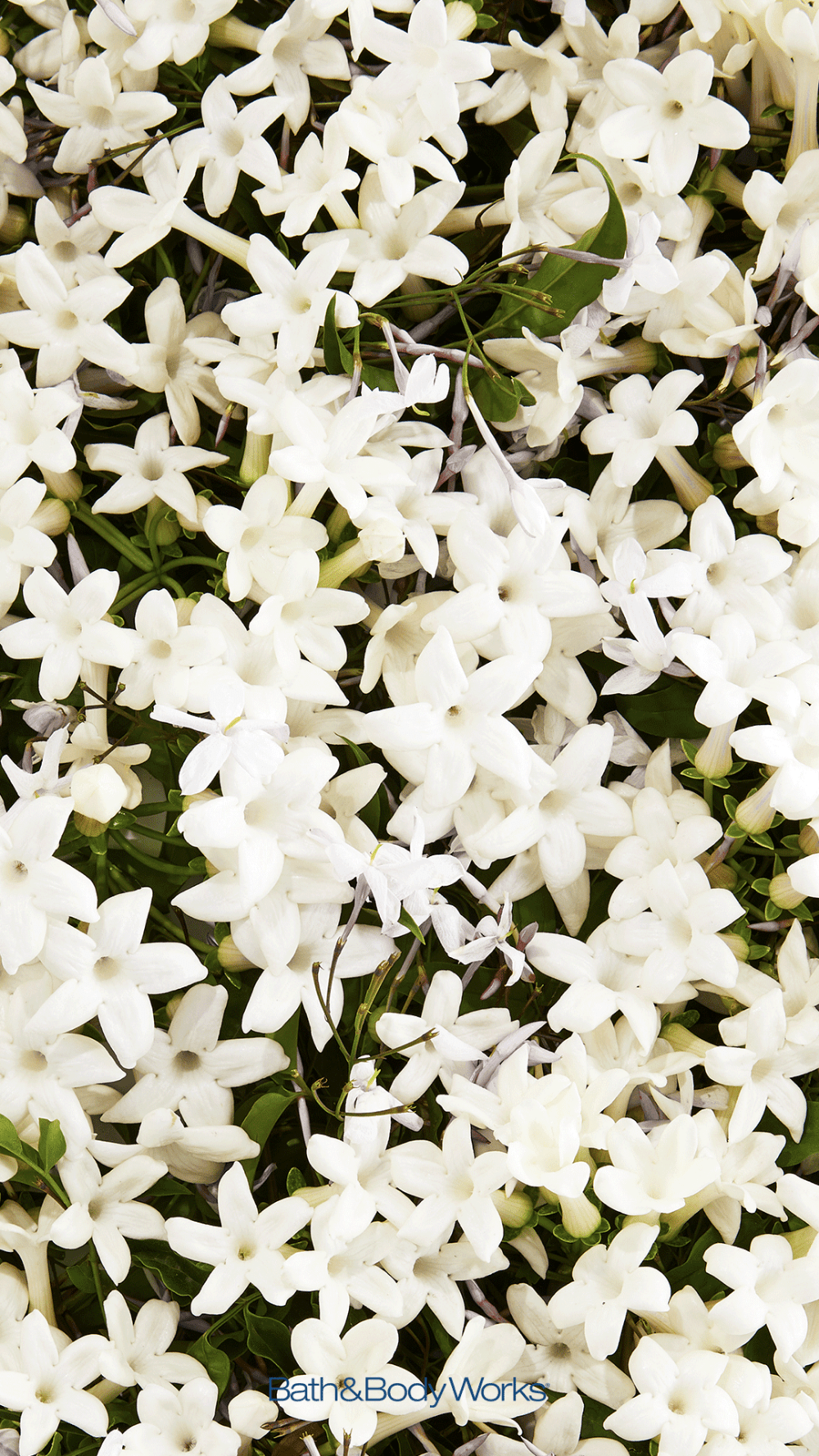 Jasmine Tree Wallpapers - Top Free Jasmine Tree Backgrounds ...