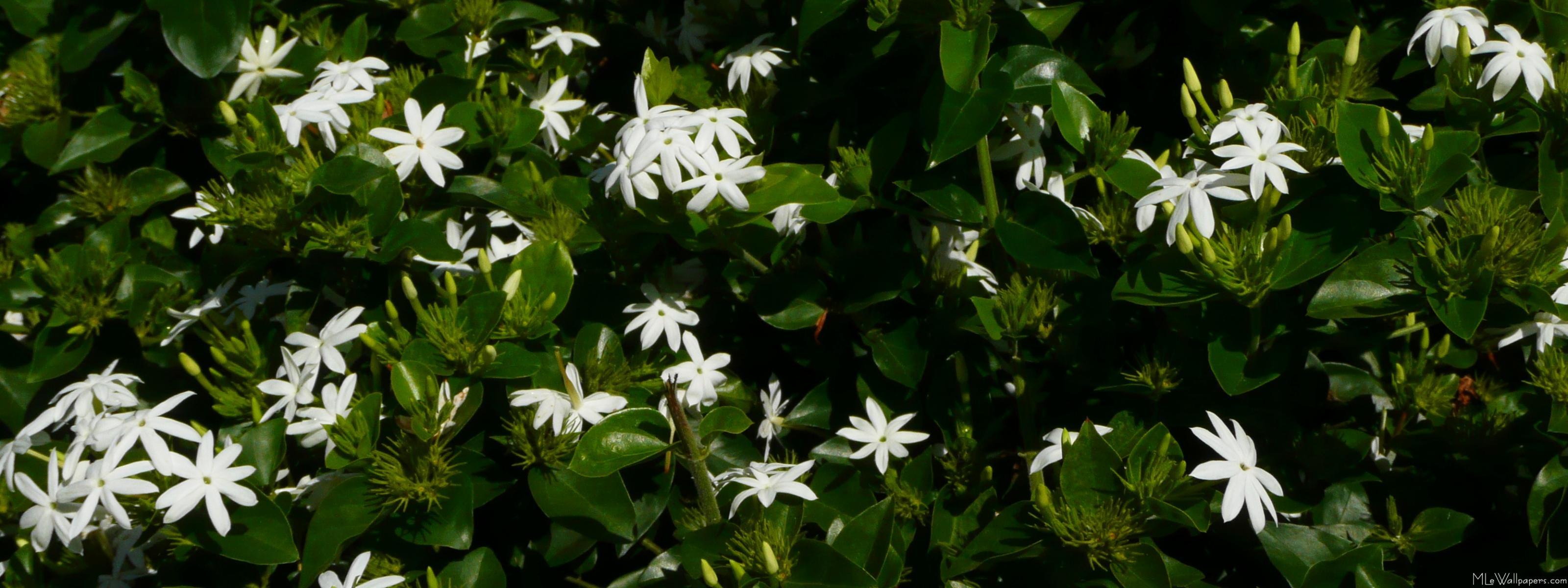 Jasmine Tree Wallpapers - Top Free Jasmine Tree Backgrounds ...