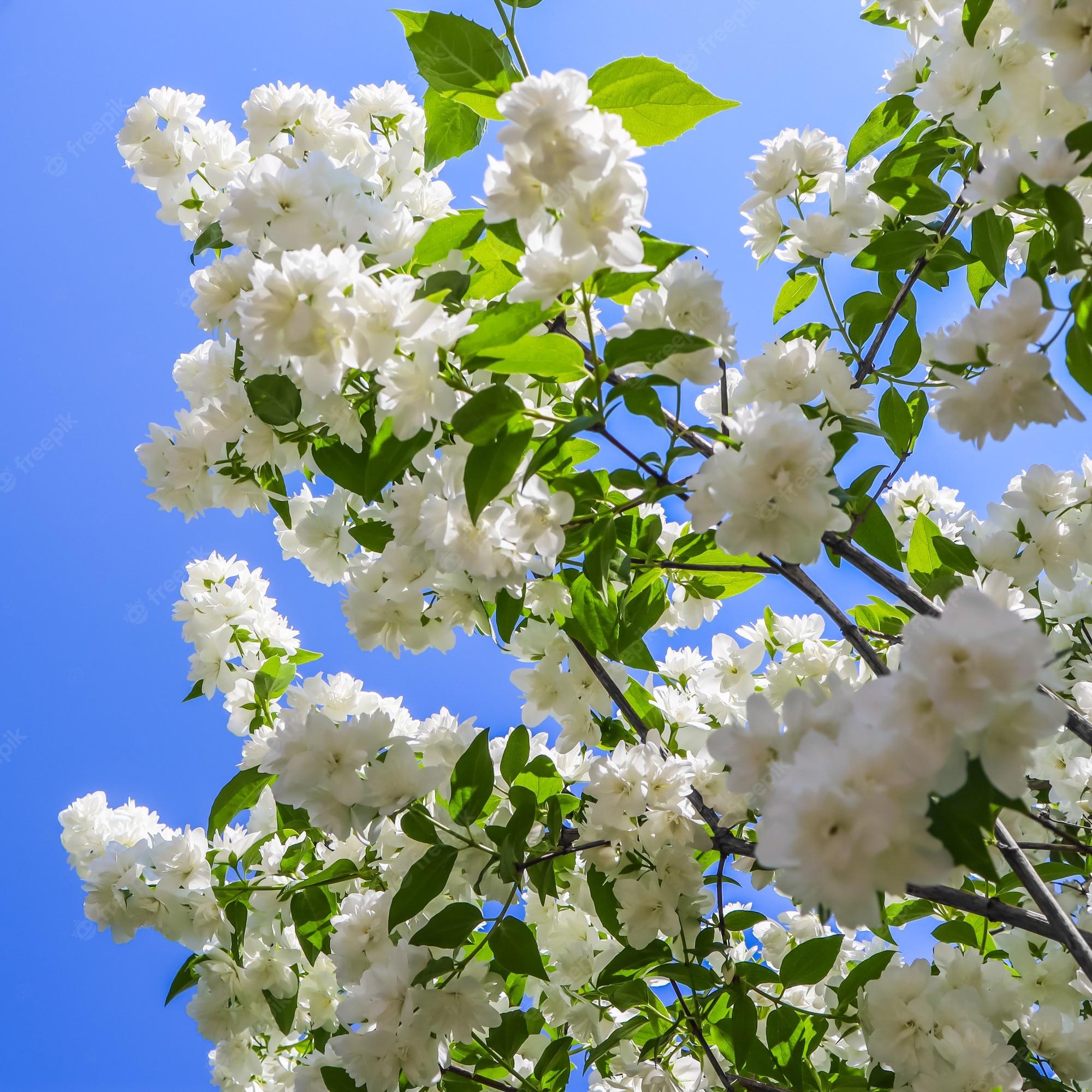 Jasmine Tree Wallpapers - Top Free Jasmine Tree Backgrounds ...