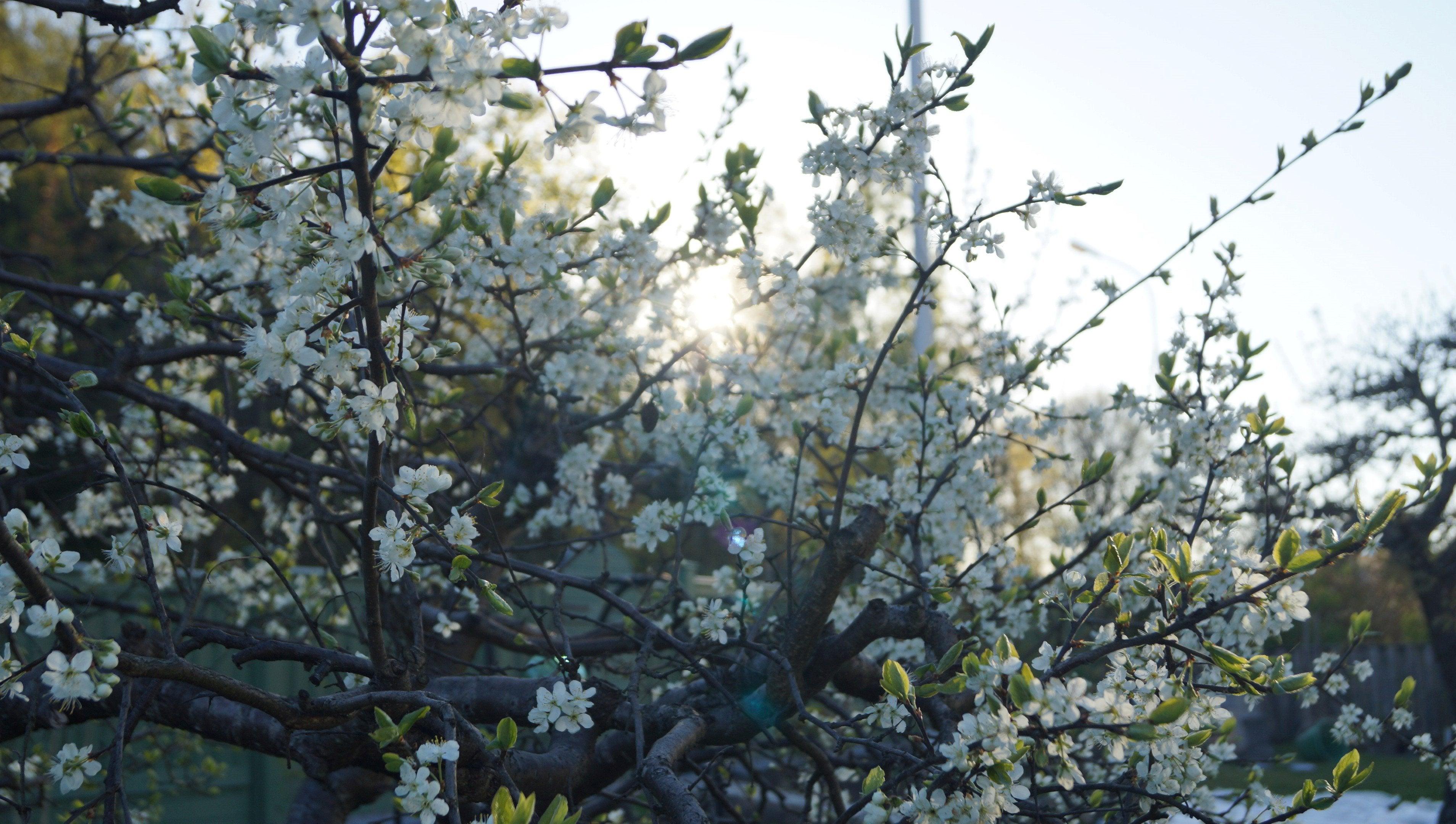 Jasmine Tree Wallpapers - Top Free Jasmine Tree Backgrounds ...