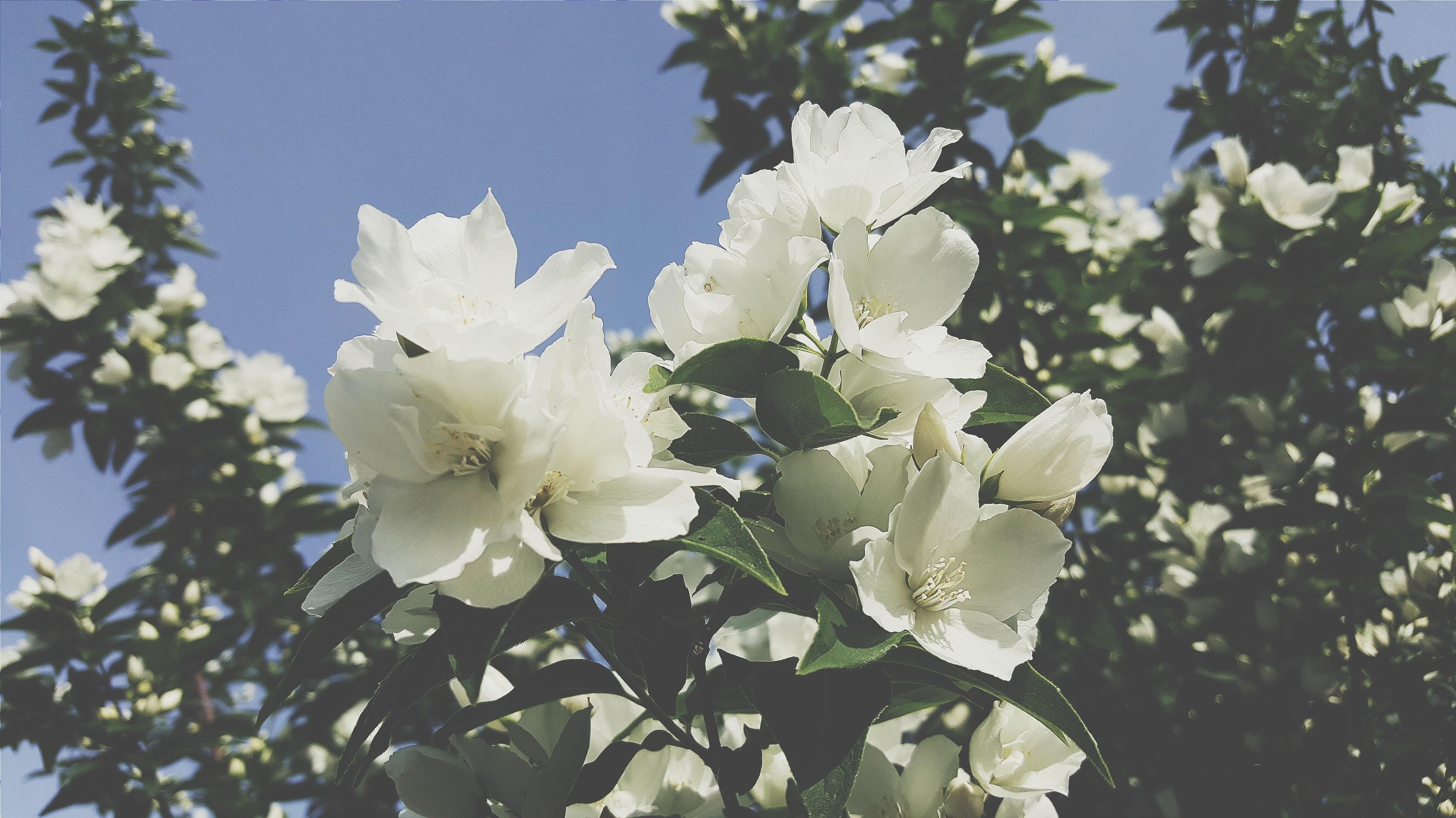 Jasmine Tree Wallpapers - Top Free Jasmine Tree Backgrounds ...
