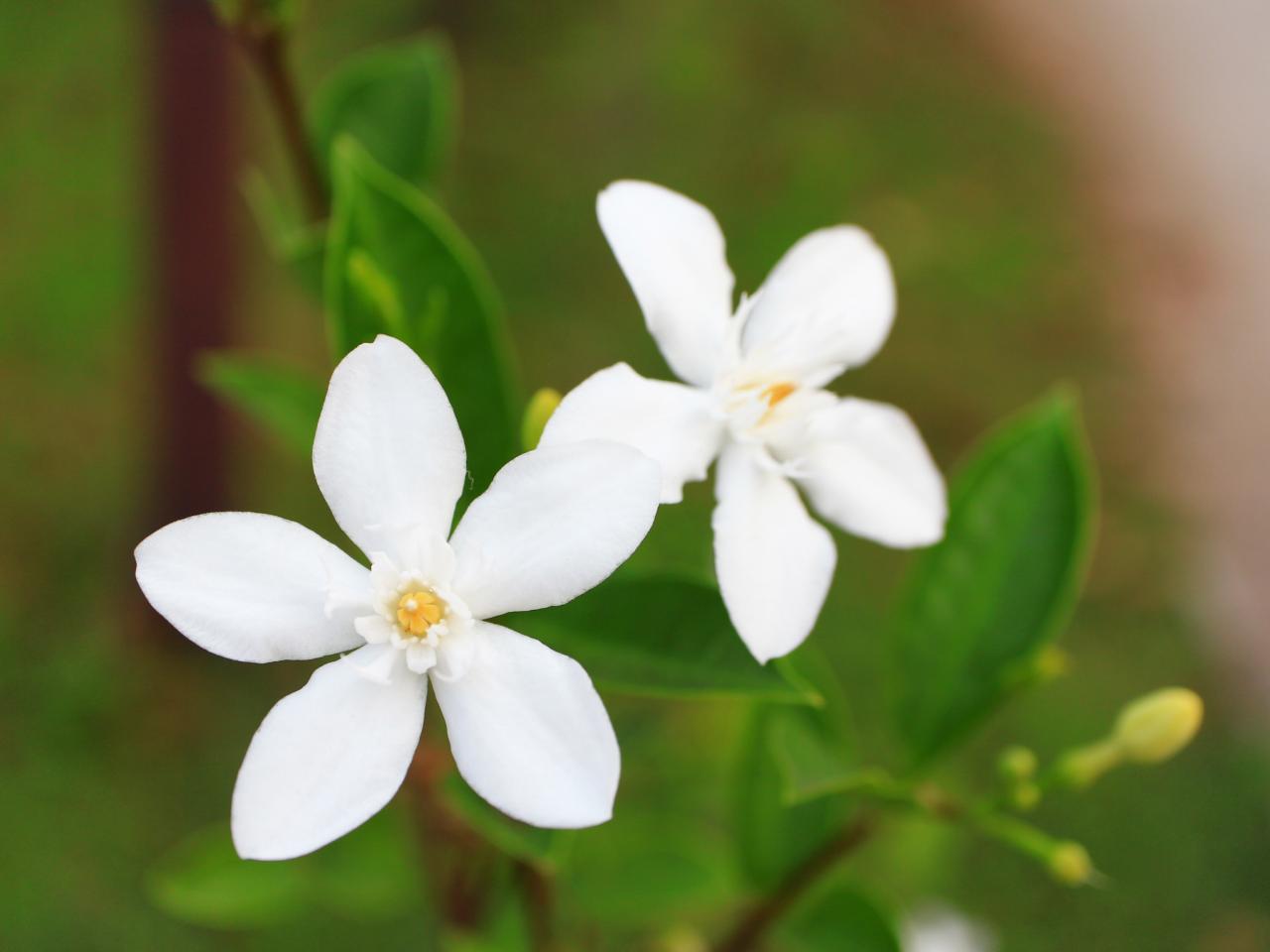 Jasmine Tree Wallpapers - Top Free Jasmine Tree Backgrounds ...