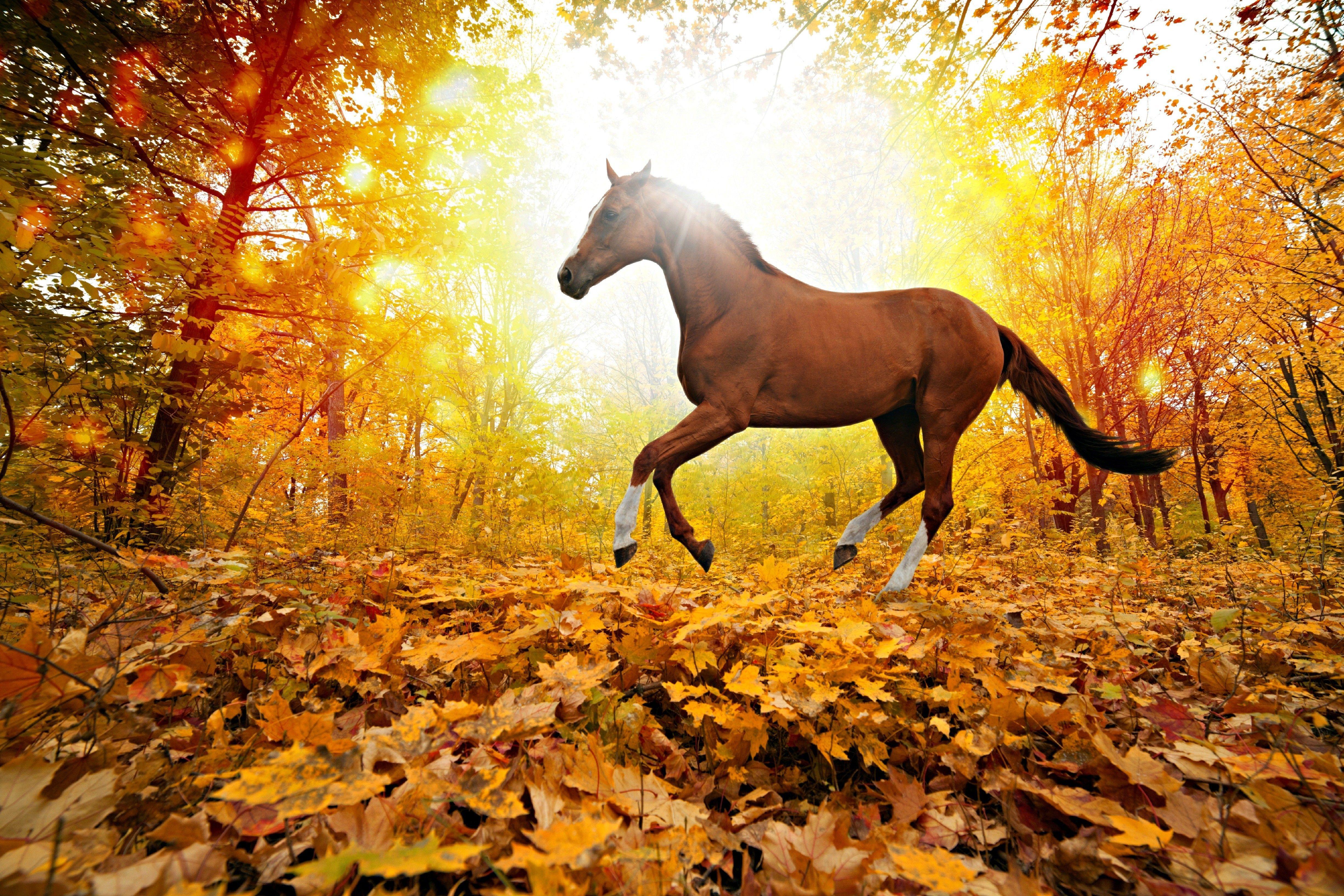 Fall Running Wallpapers - Top Free Fall Running Backgrounds ...