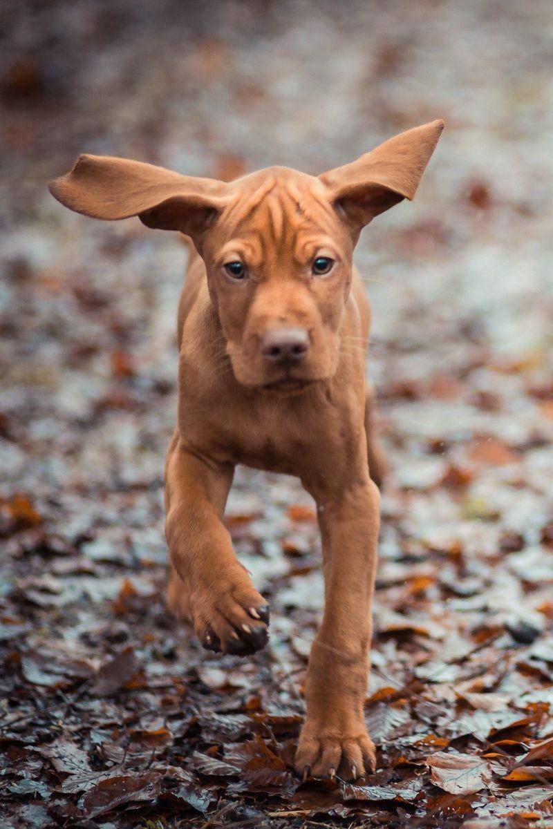 Fall Running Wallpapers - Top Free Fall Running Backgrounds ...