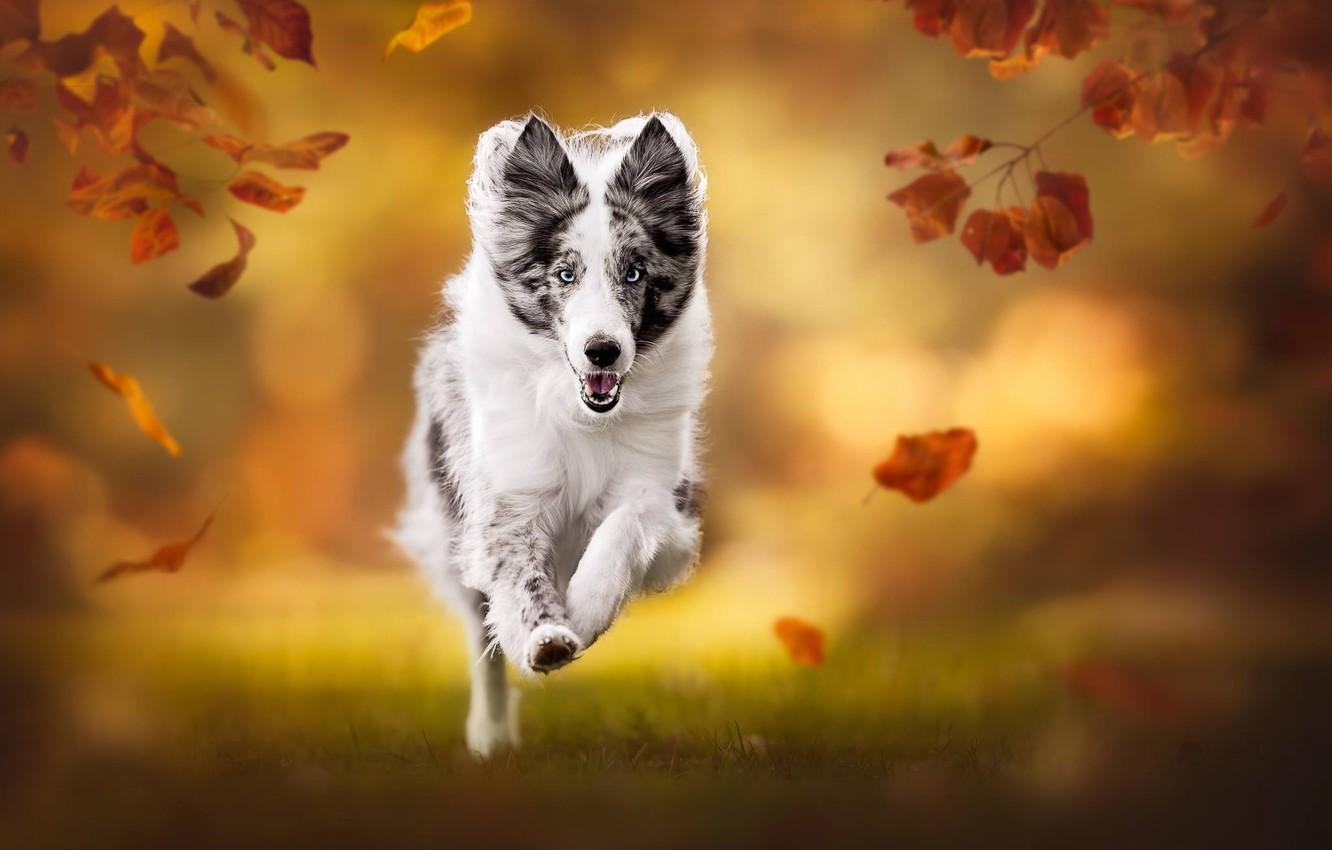 Fall Running Wallpapers - Top Free Fall Running Backgrounds ...