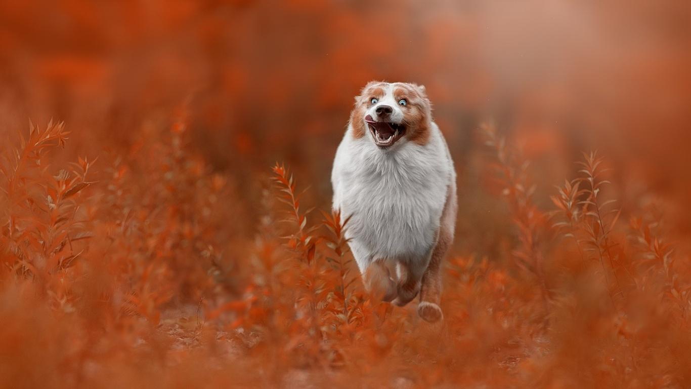 Fall Running Wallpapers - Top Free Fall Running Backgrounds ...
