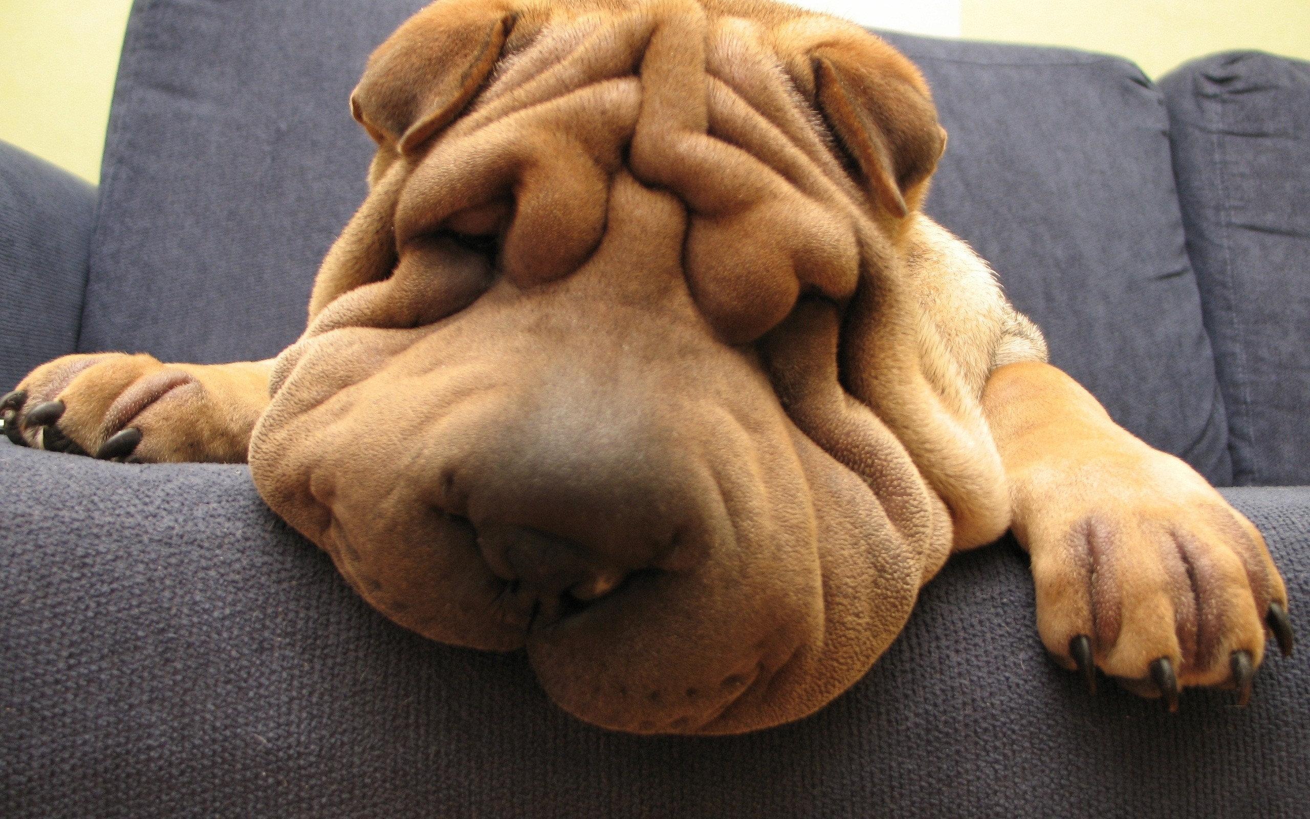 Chinese Shar Pei Wallpapers - Top Free Chinese Shar Pei Backgrounds ...
