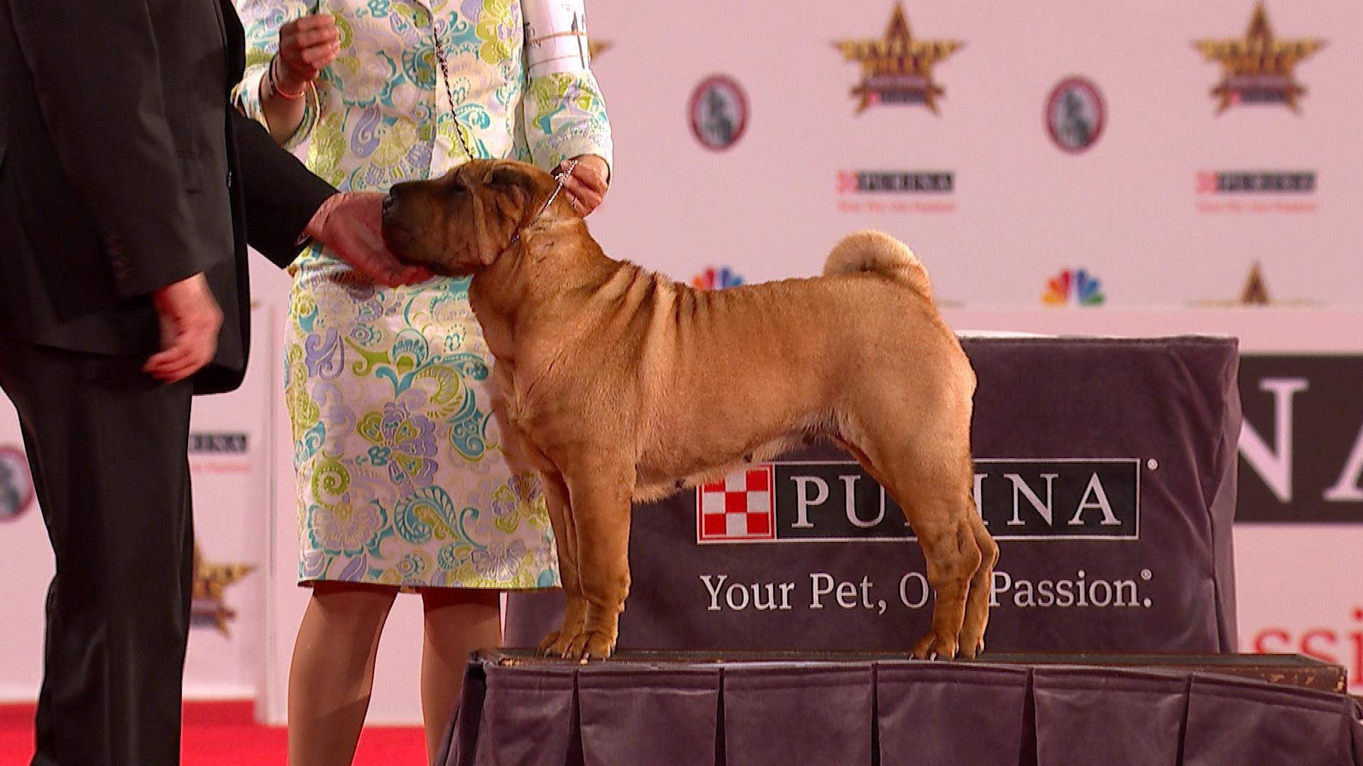 Chinese Shar Pei Wallpapers - Top Free Chinese Shar Pei Backgrounds ...