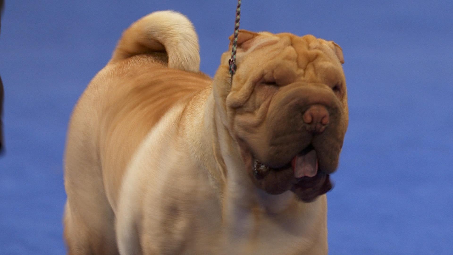 Chinese Shar Pei Wallpapers - Top Free Chinese Shar Pei Backgrounds ...