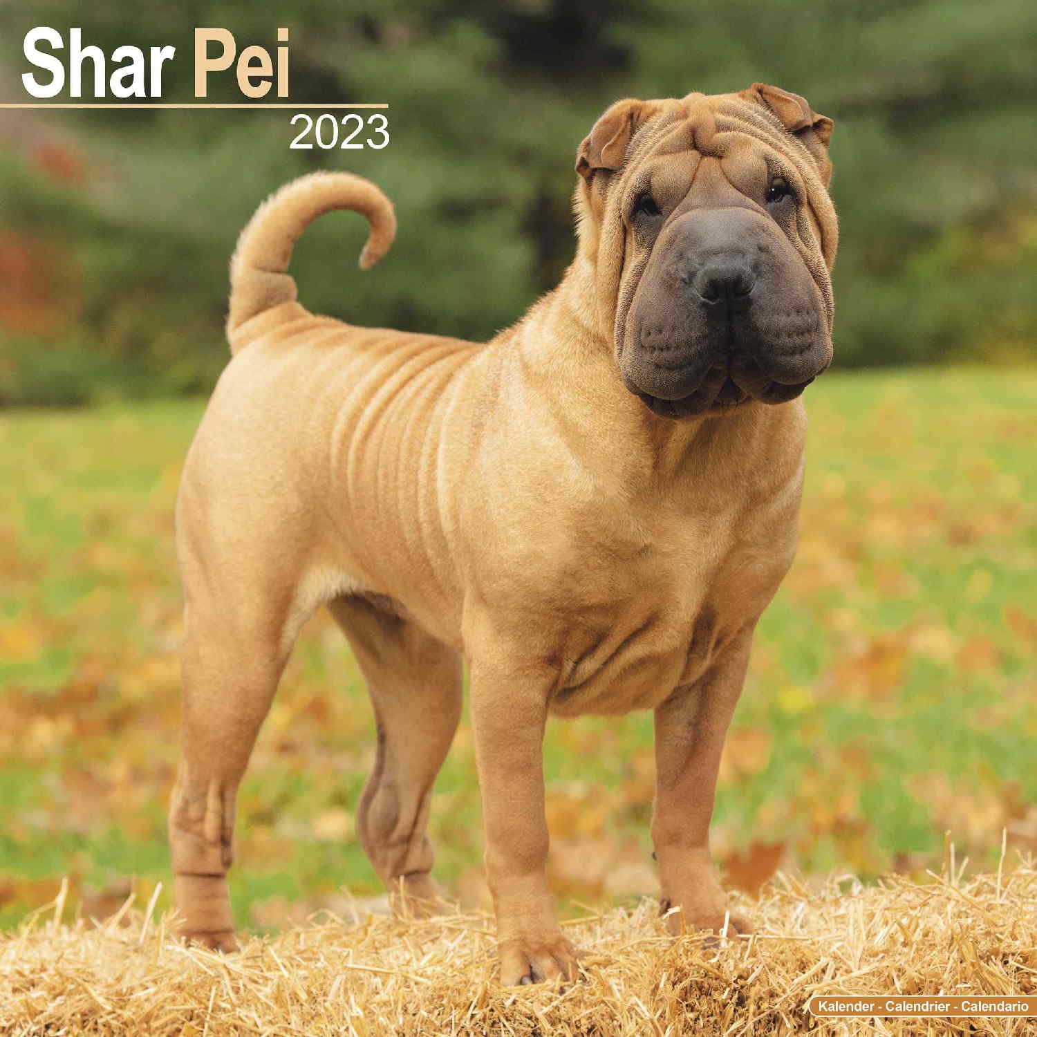 Chinese Shar Pei Wallpapers - Top Free Chinese Shar Pei Backgrounds ...