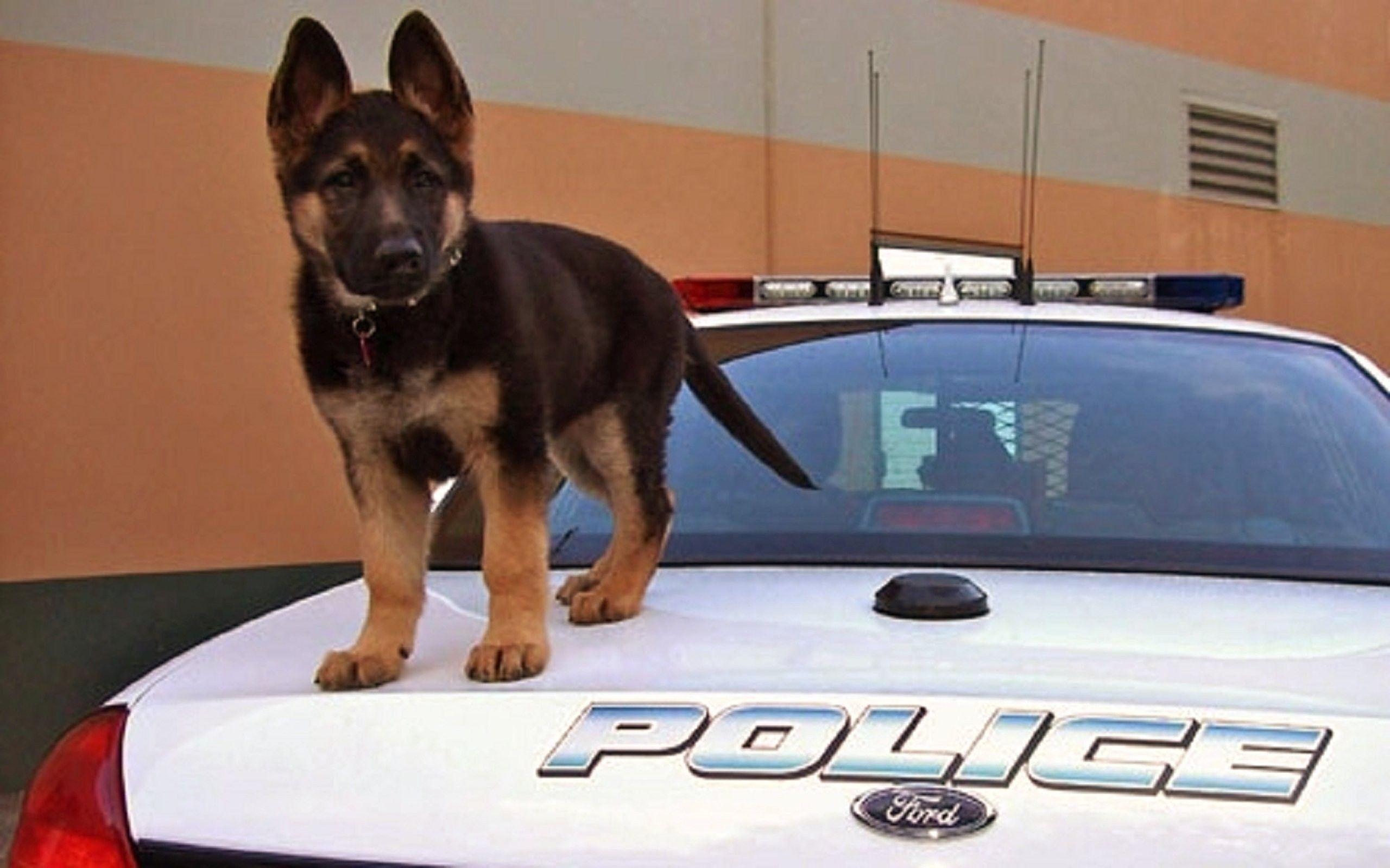Police Dog Wallpapers - Top Free Police Dog Backgrounds - WallpaperAccess