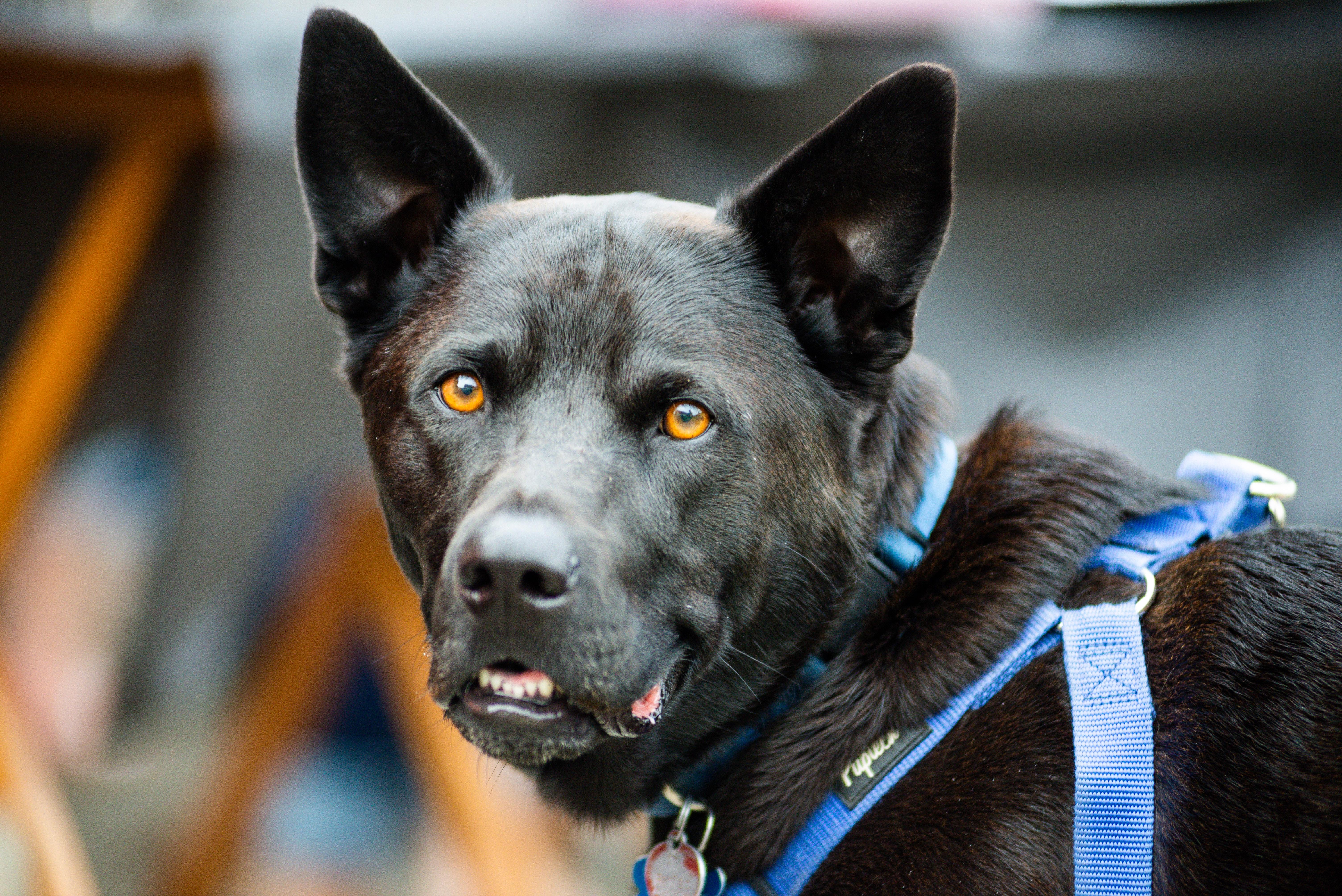 Police Dog Wallpapers - Top Free Police Dog Backgrounds - WallpaperAccess