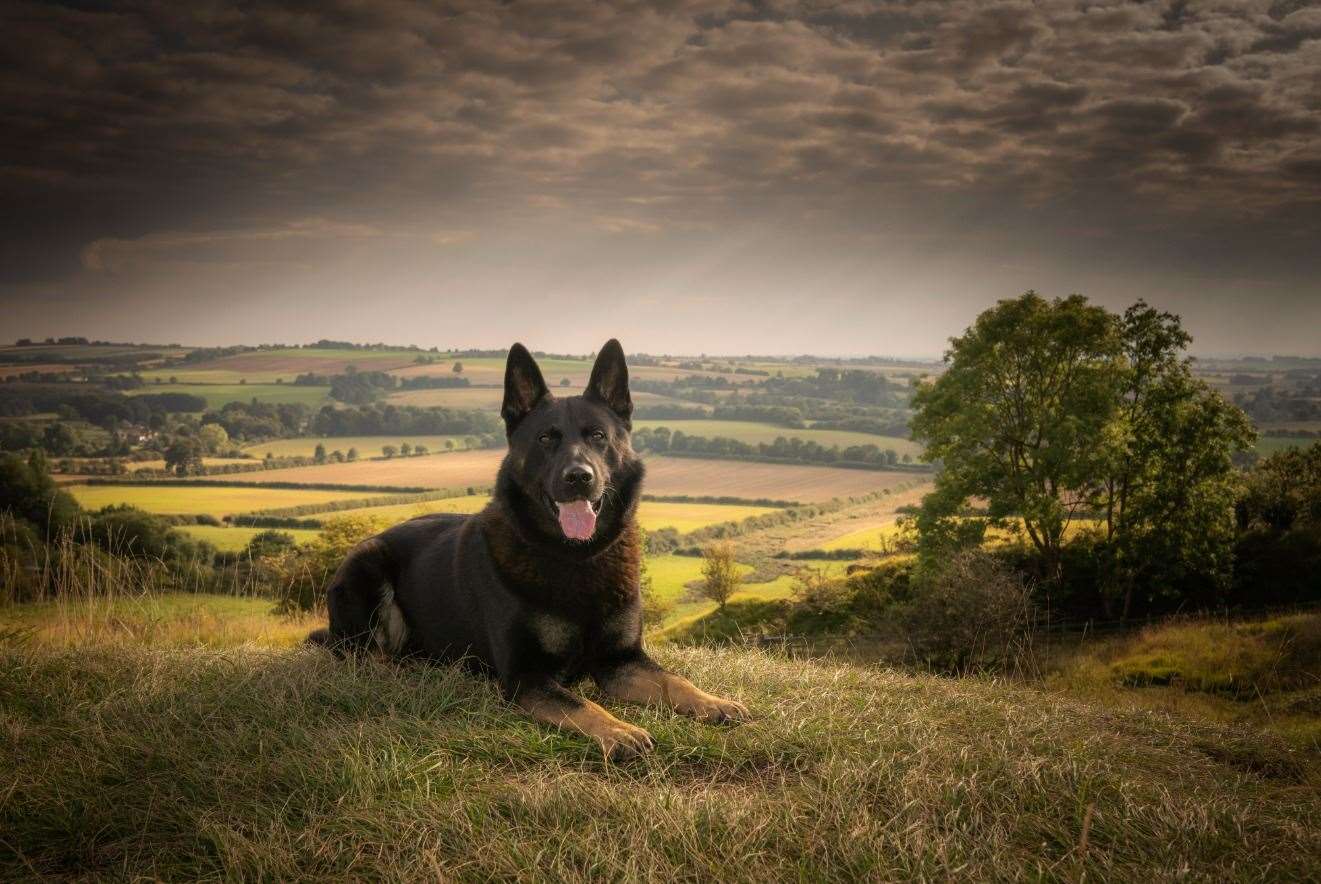 Police Dog Wallpapers - Top Free Police Dog Backgrounds - WallpaperAccess