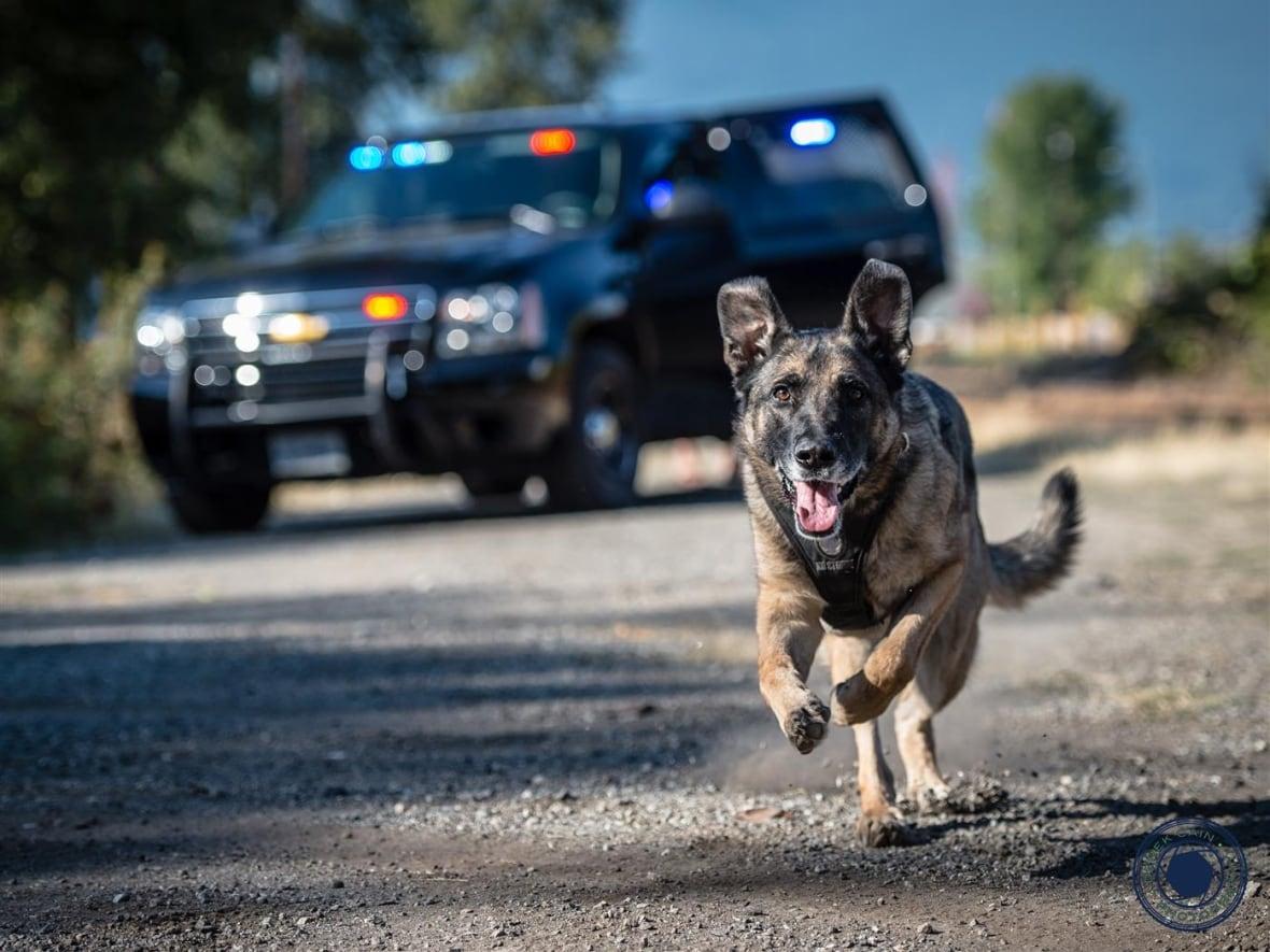 Police Dog Wallpapers - Top Free Police Dog Backgrounds - WallpaperAccess