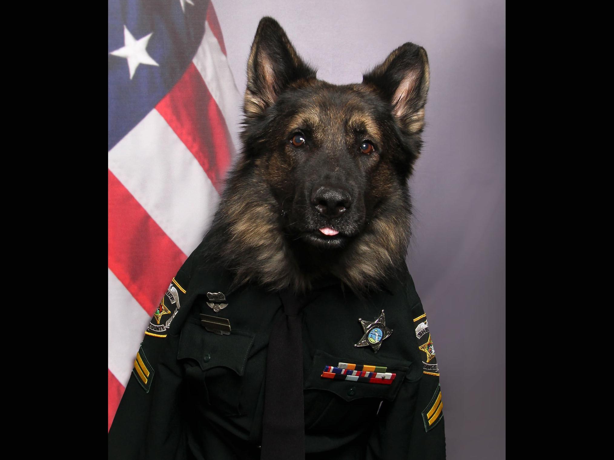 Police Dog Wallpapers - Top Free Police Dog Backgrounds - WallpaperAccess