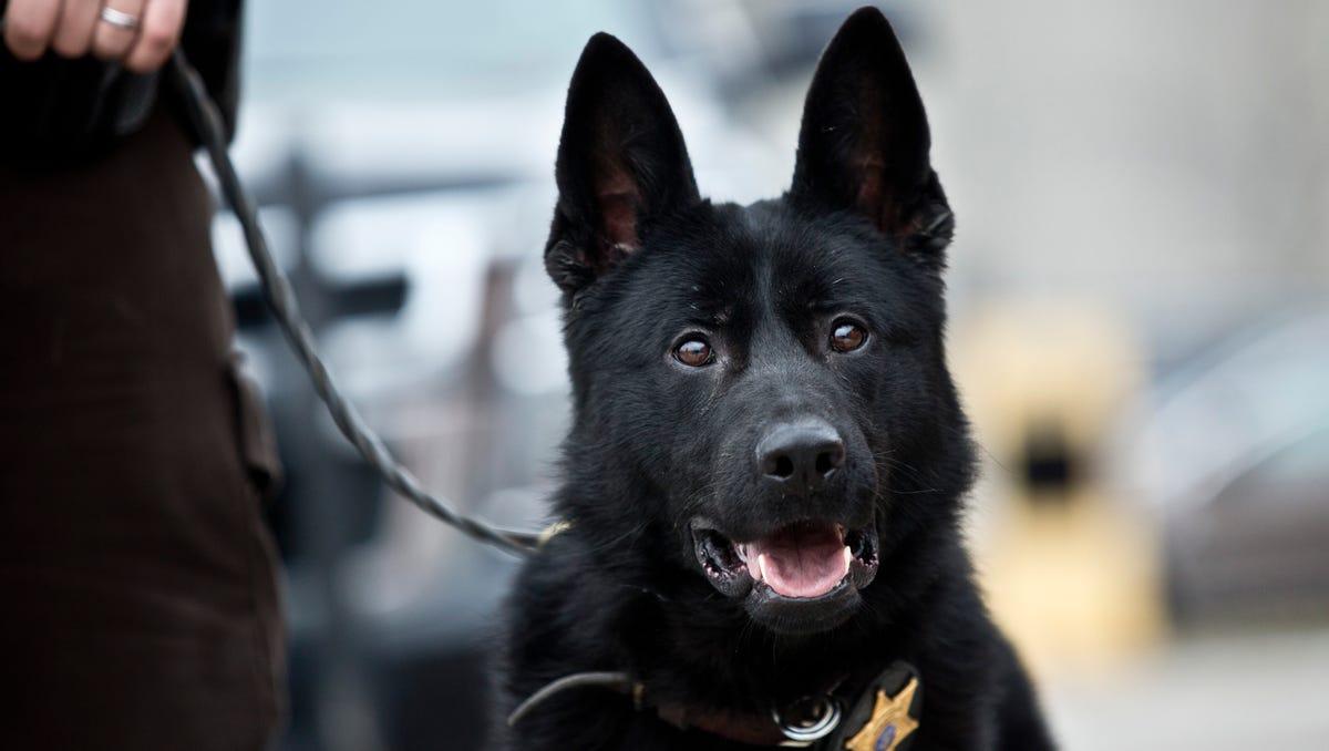 Police Dog Wallpapers - Top Free Police Dog Backgrounds - WallpaperAccess