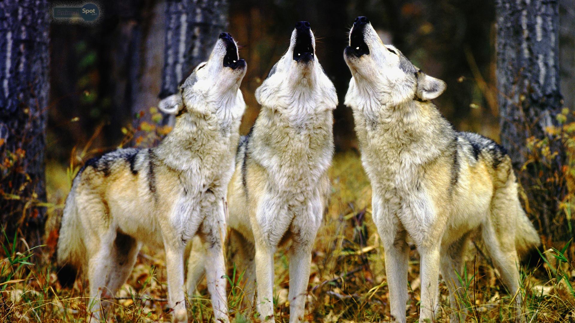 Wolfpack Wallpapers - Top Free Wolfpack Backgrounds - WallpaperAccess