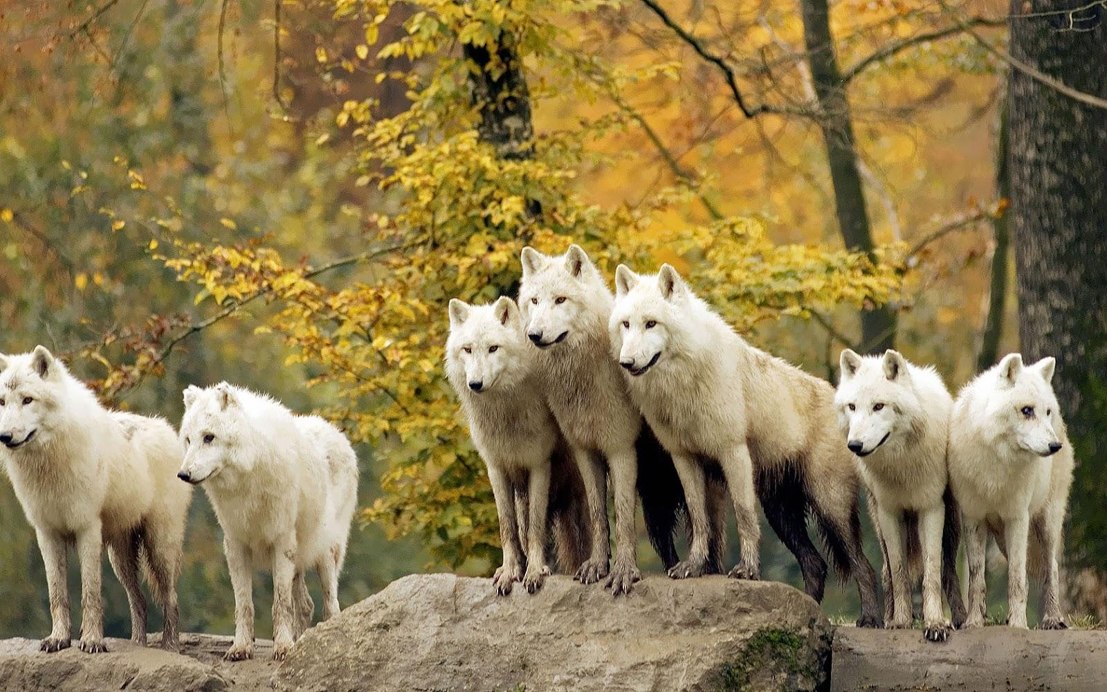 Wolfpack Wallpapers - Top Free Wolfpack Backgrounds - WallpaperAccess