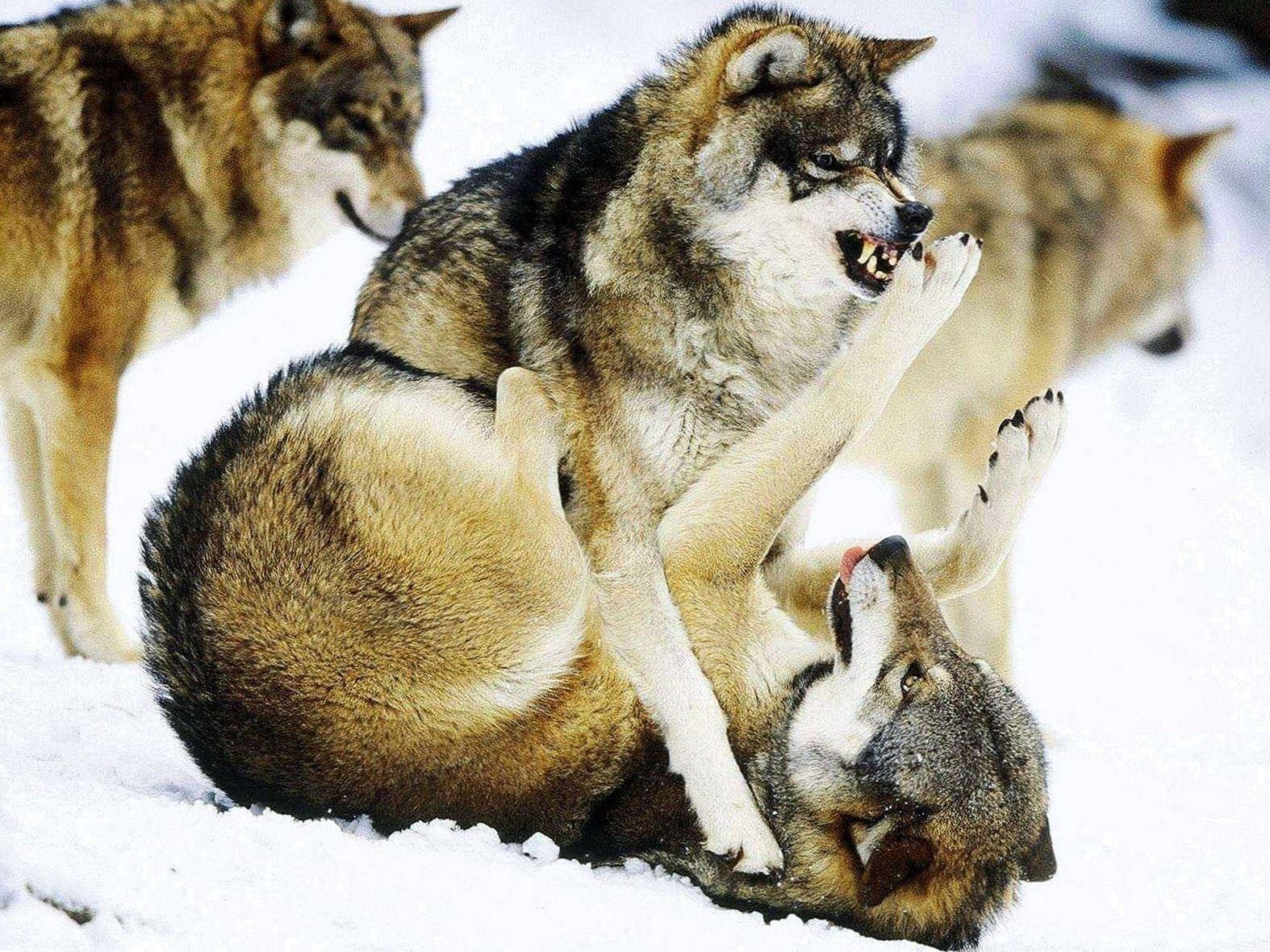 Wolfpack Wallpapers - Top Free Wolfpack Backgrounds - WallpaperAccess