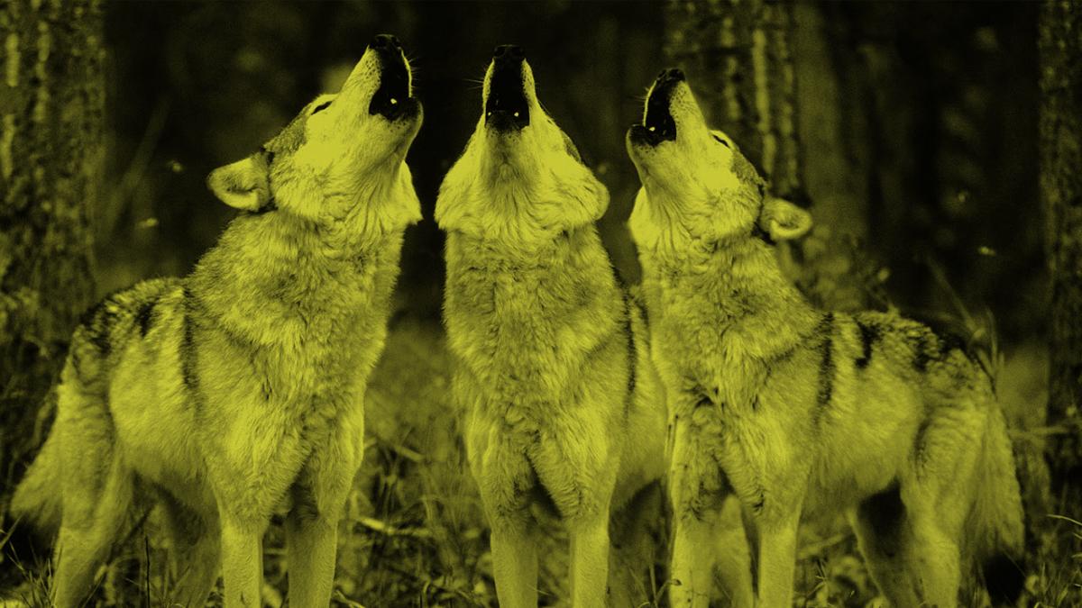 Wolfpack Wallpapers - Top Free Wolfpack Backgrounds - WallpaperAccess
