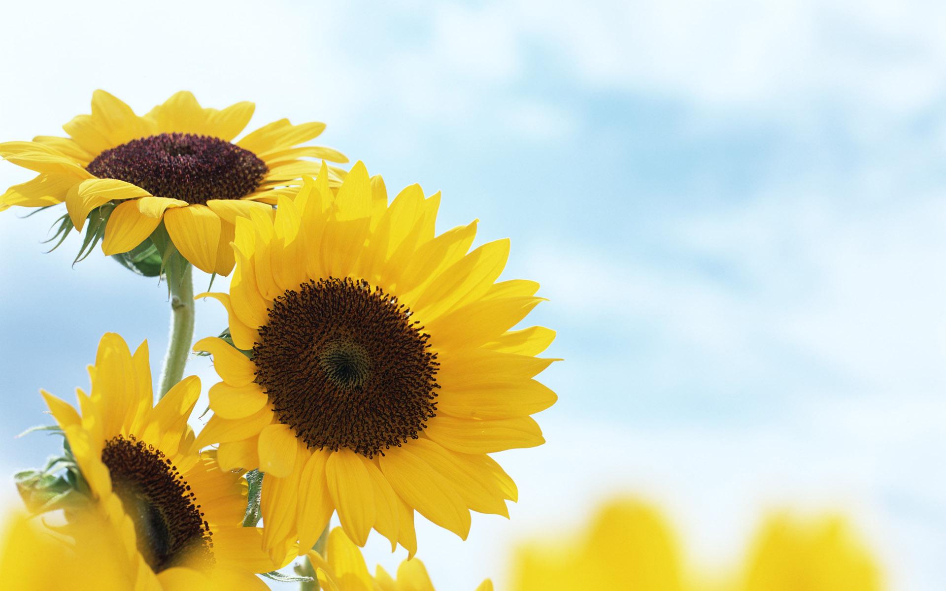 Summer Sunflower Wallpapers - Top Free Summer Sunflower Backgrounds ...