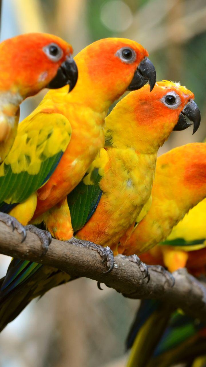 Sun Conure Wallpapers - Top Free Sun Conure Backgrounds - WallpaperAccess