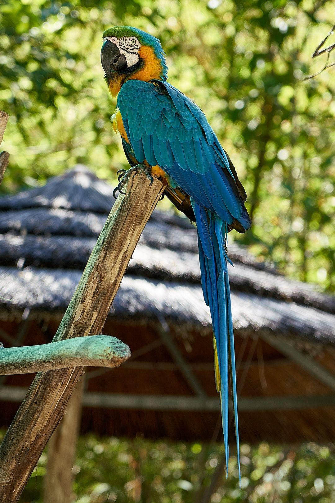 Parrot iPhone Wallpapers - Top Free Parrot iPhone Backgrounds ...
