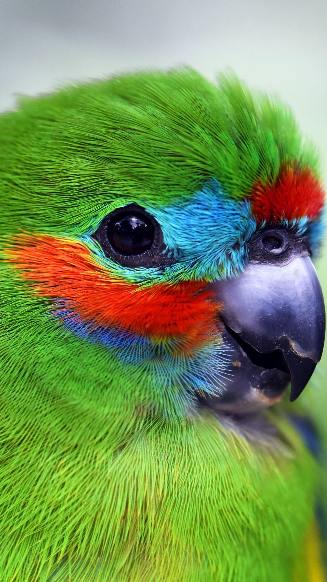Parrot iPhone Wallpapers - Top Free Parrot iPhone Backgrounds ...