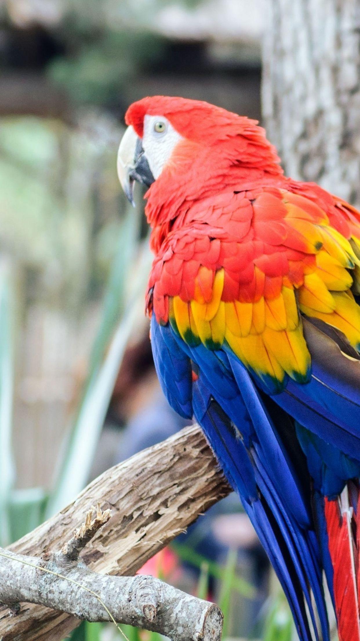 Parrot iPhone Wallpapers - Top Free Parrot iPhone Backgrounds ...
