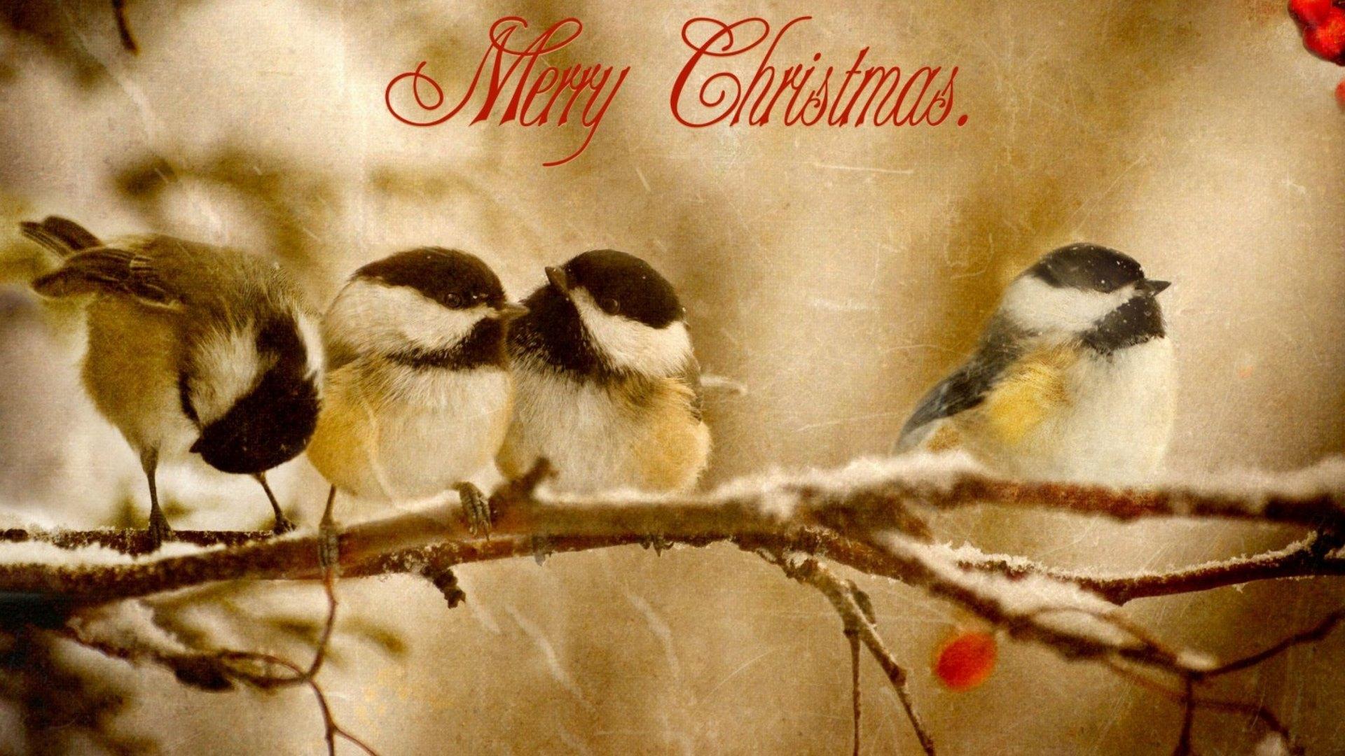 Christmas Bird Wallpapers - Top Free Christmas Bird Backgrounds ...