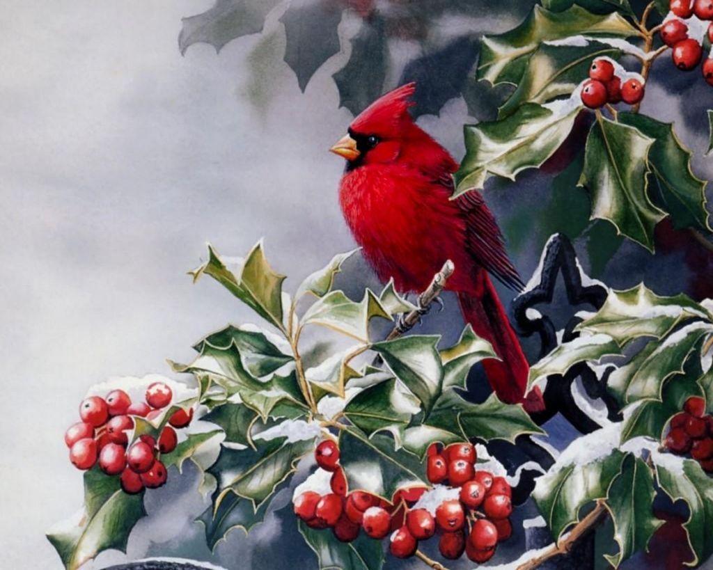 Christmas Bird Wallpapers - Top Free Christmas Bird Backgrounds ...