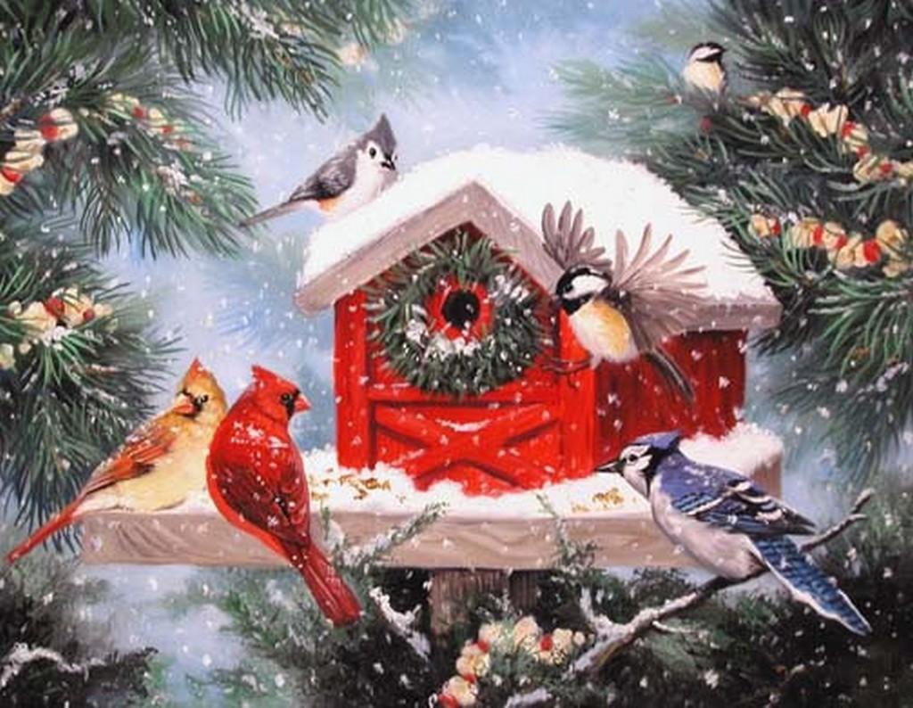 Christmas Bird Wallpapers - Top Free Christmas Bird Backgrounds ...