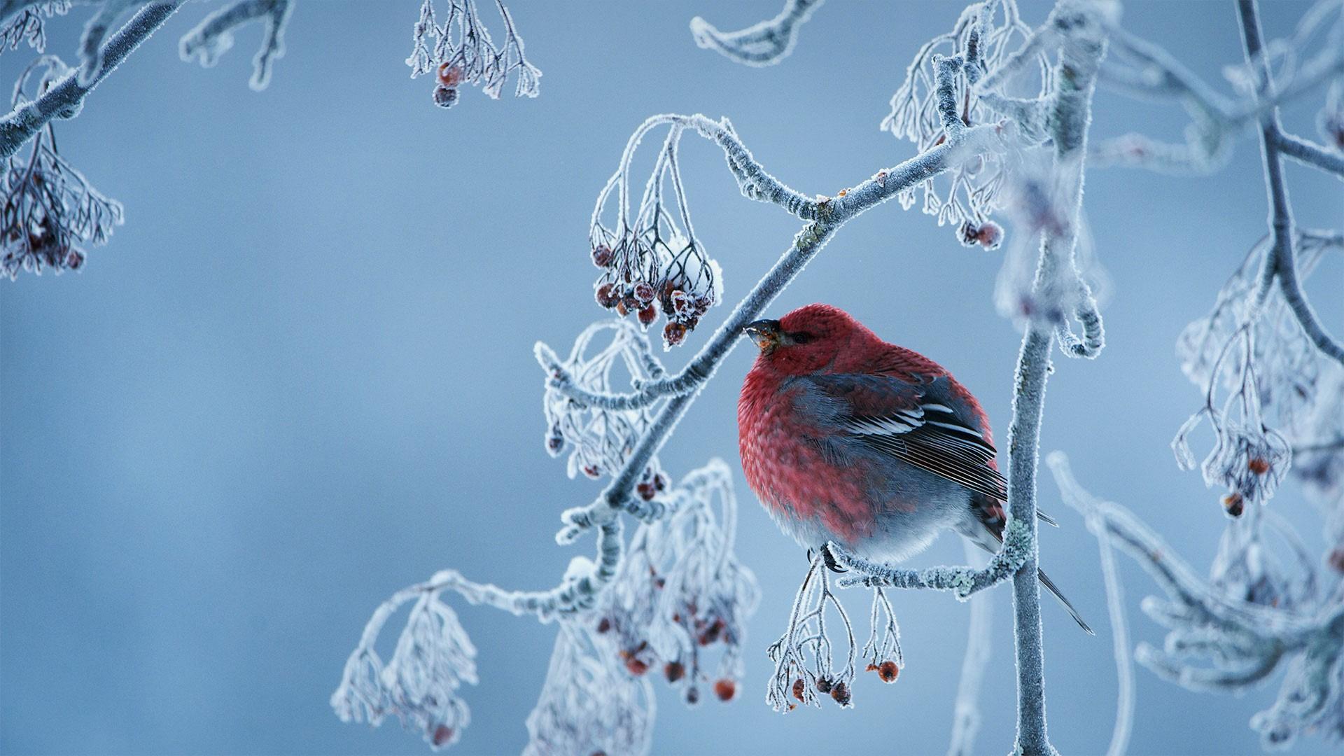 Christmas Bird Wallpapers - Top Free Christmas Bird Backgrounds ...