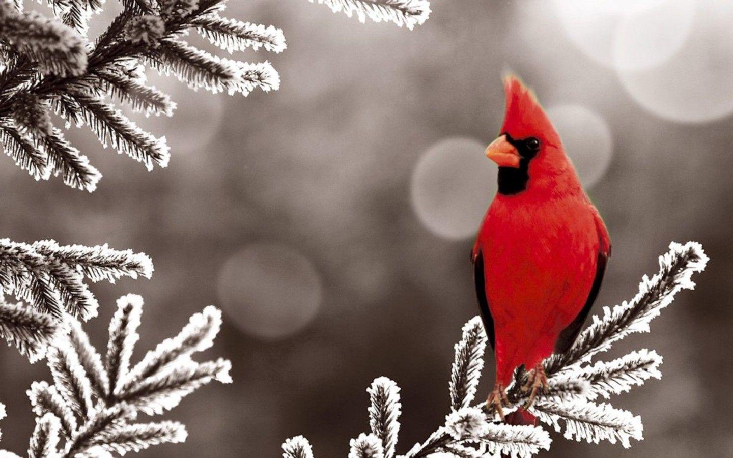 Christmas Bird Wallpapers - Top Free Christmas Bird Backgrounds ...