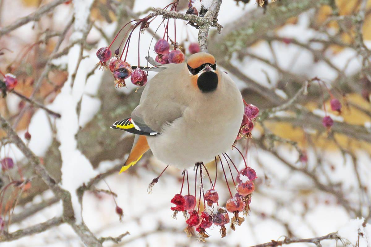 Christmas Bird Wallpapers - Top Free Christmas Bird Backgrounds ...