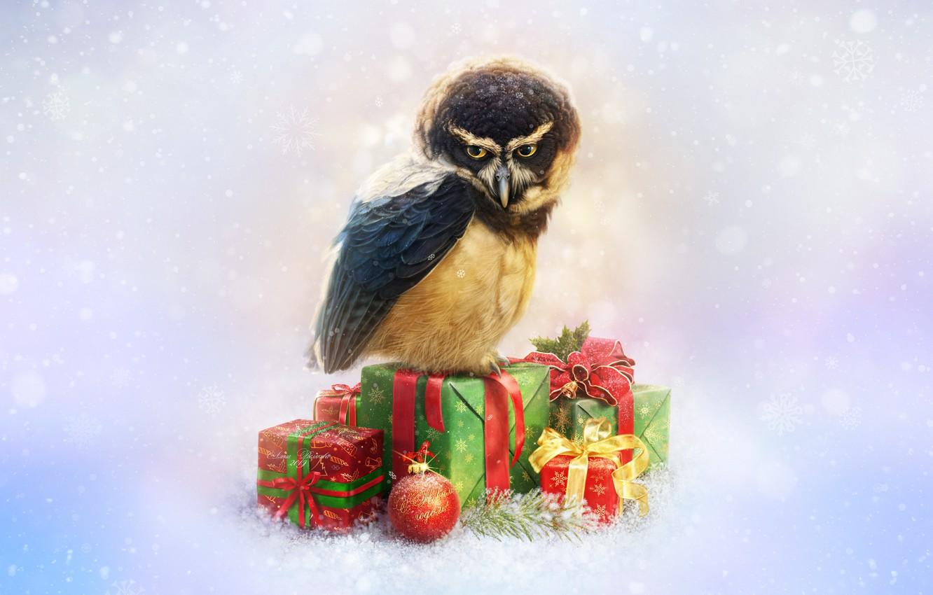 Christmas Bird Wallpapers - Top Free Christmas Bird Backgrounds ...