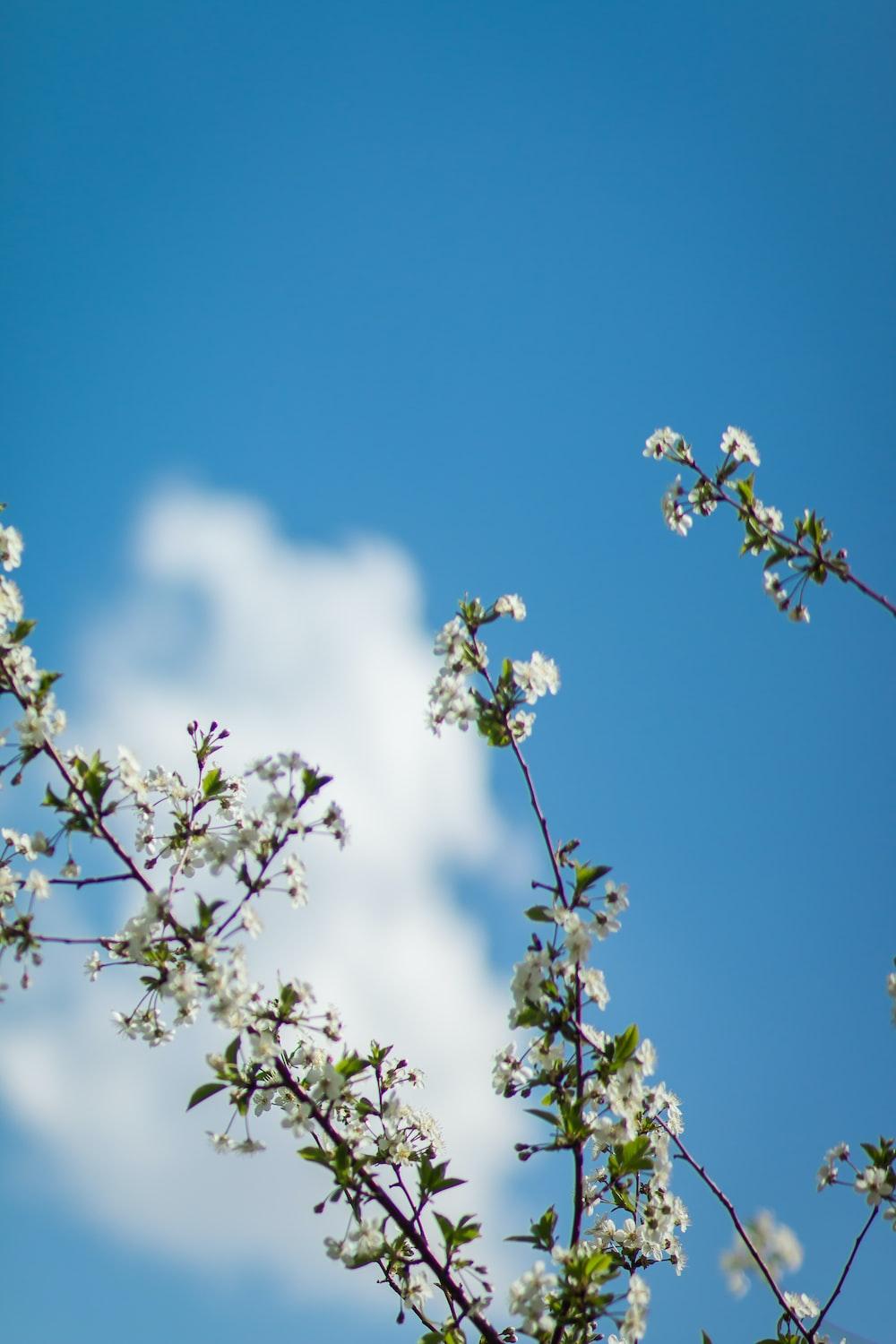 Flower and Sky Wallpapers - Top Free Flower and Sky Backgrounds ...